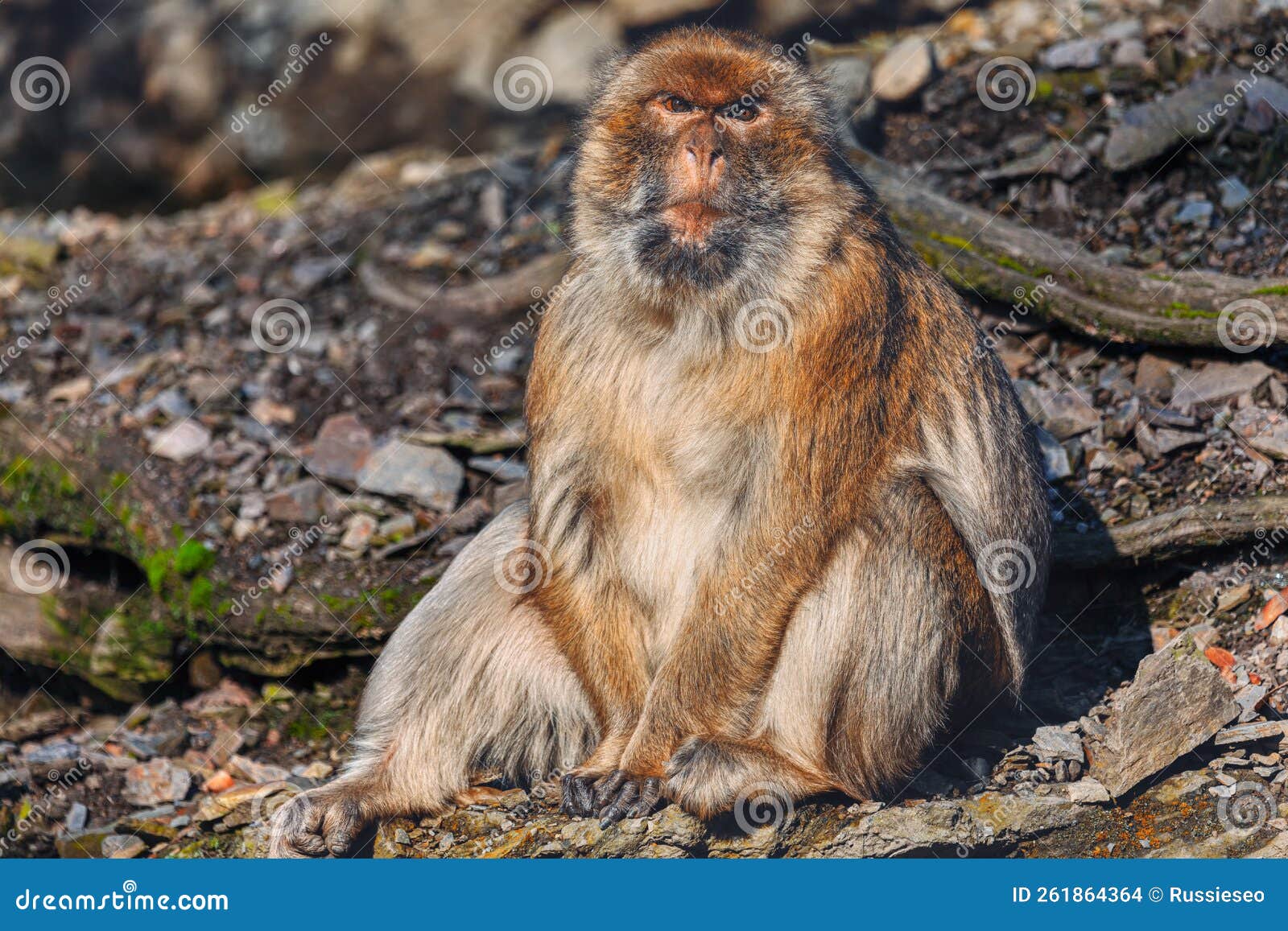 Hairy face monkey stock photo. Image of brown, head - 261864364