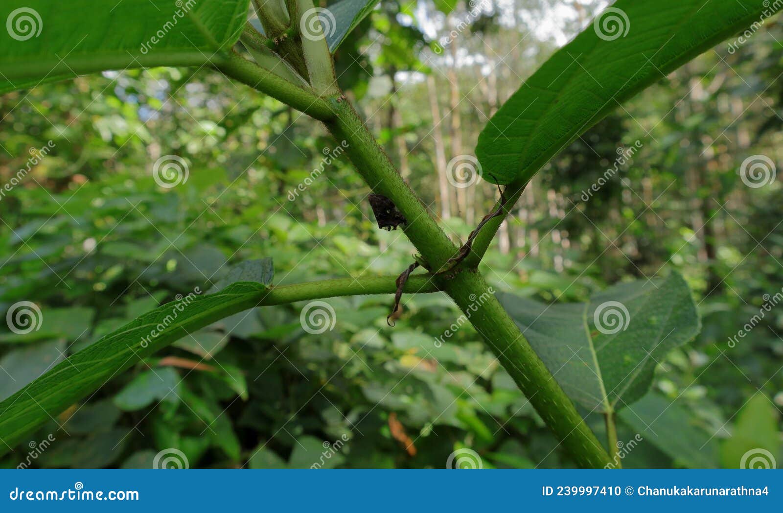 A Hairy Fig Stem with a Tiny Moth Perched on it Stock Photo - Image of ...