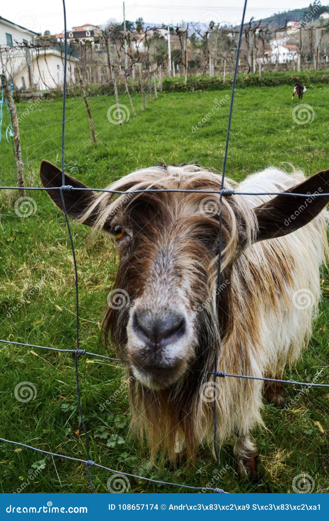Hairy goat stock photo. Image of happy, eyes, friendly - 108657174