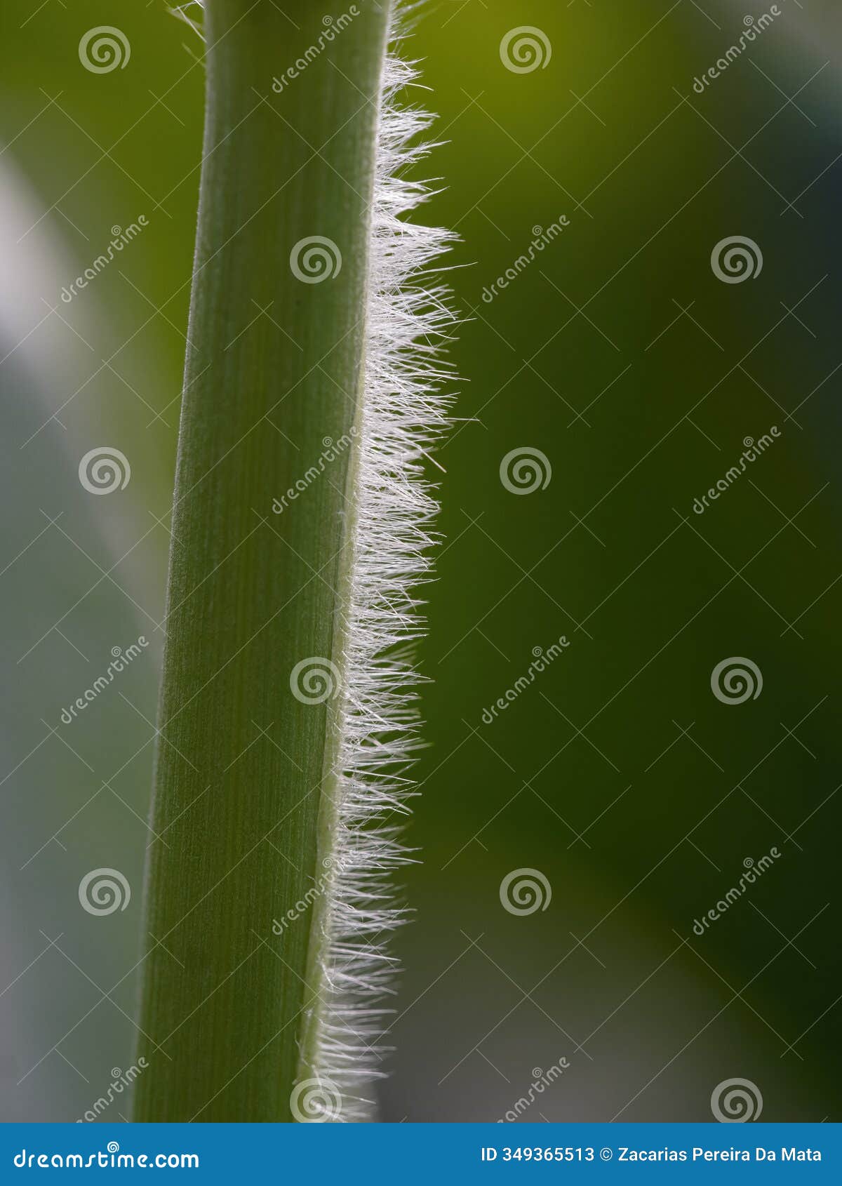 Hairy Green and Hairy Plant Stalk Stock Image - Image of medicine ...