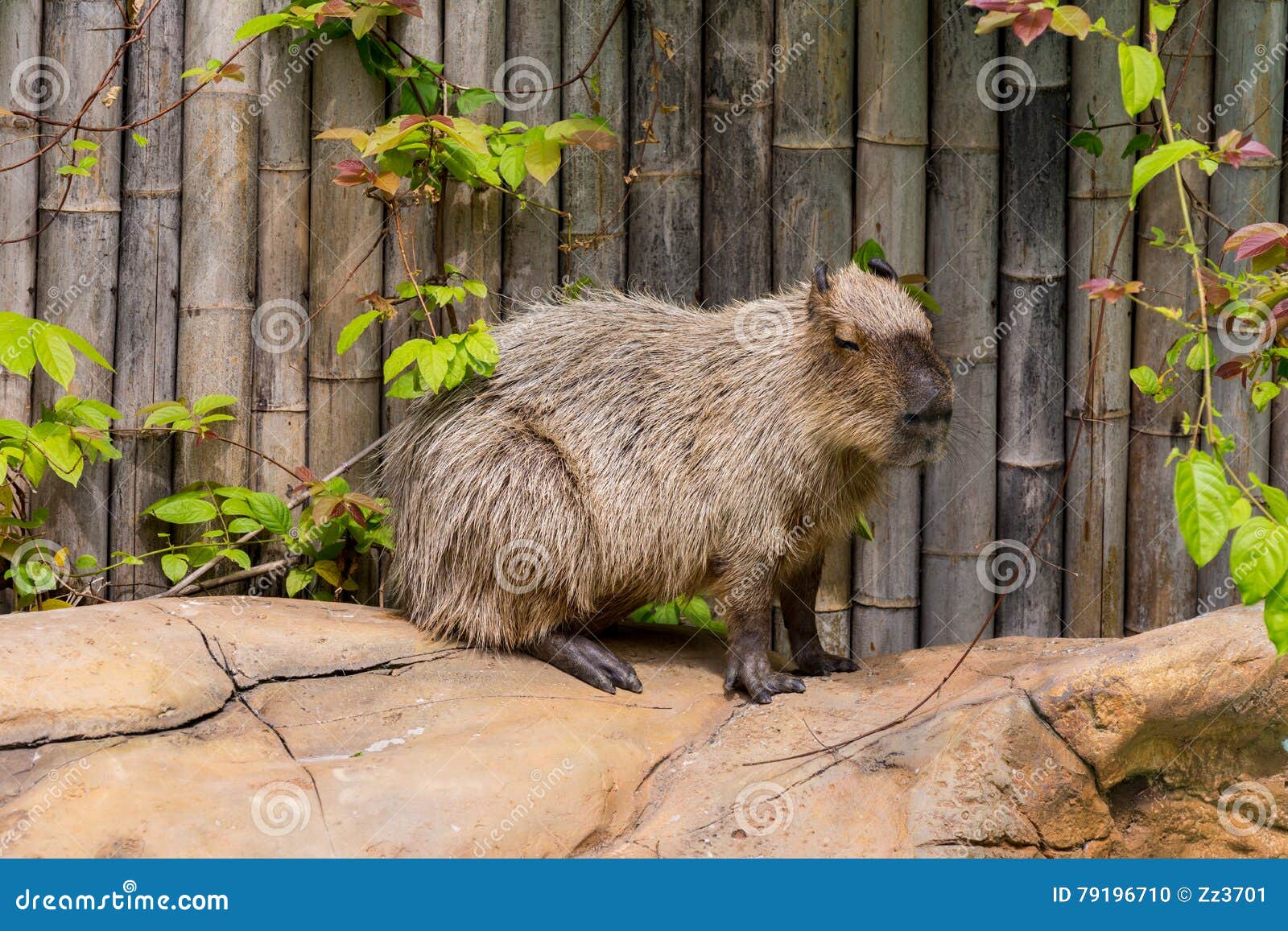 Hairy grey Capybara in zoo stock photo. Image of hair - 79196710