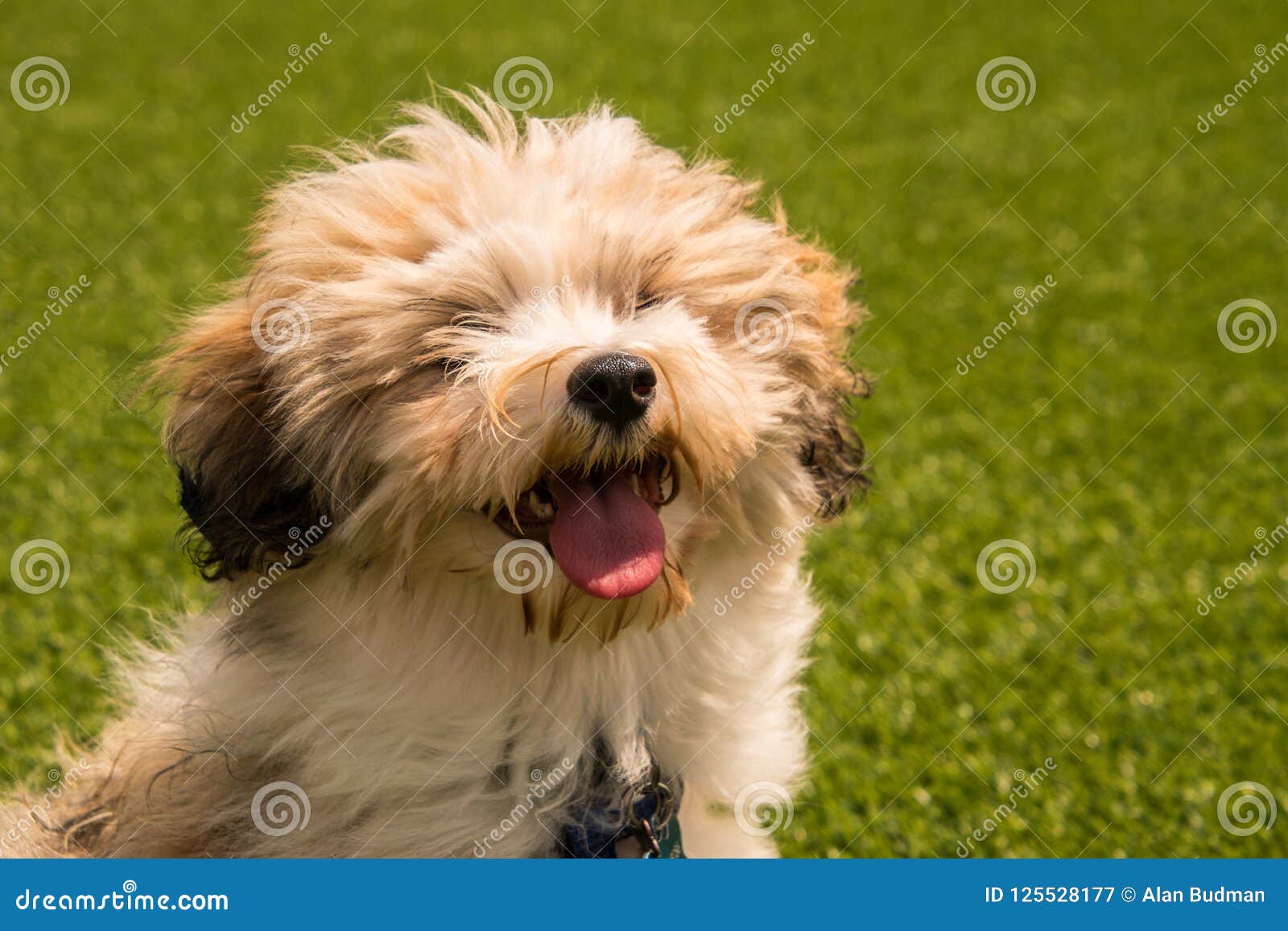 Hairy Havanese puppy stock image. Image of beautiful - 125528177 Hairy Havanese puppy stock image. Image of beautiful - 125528177