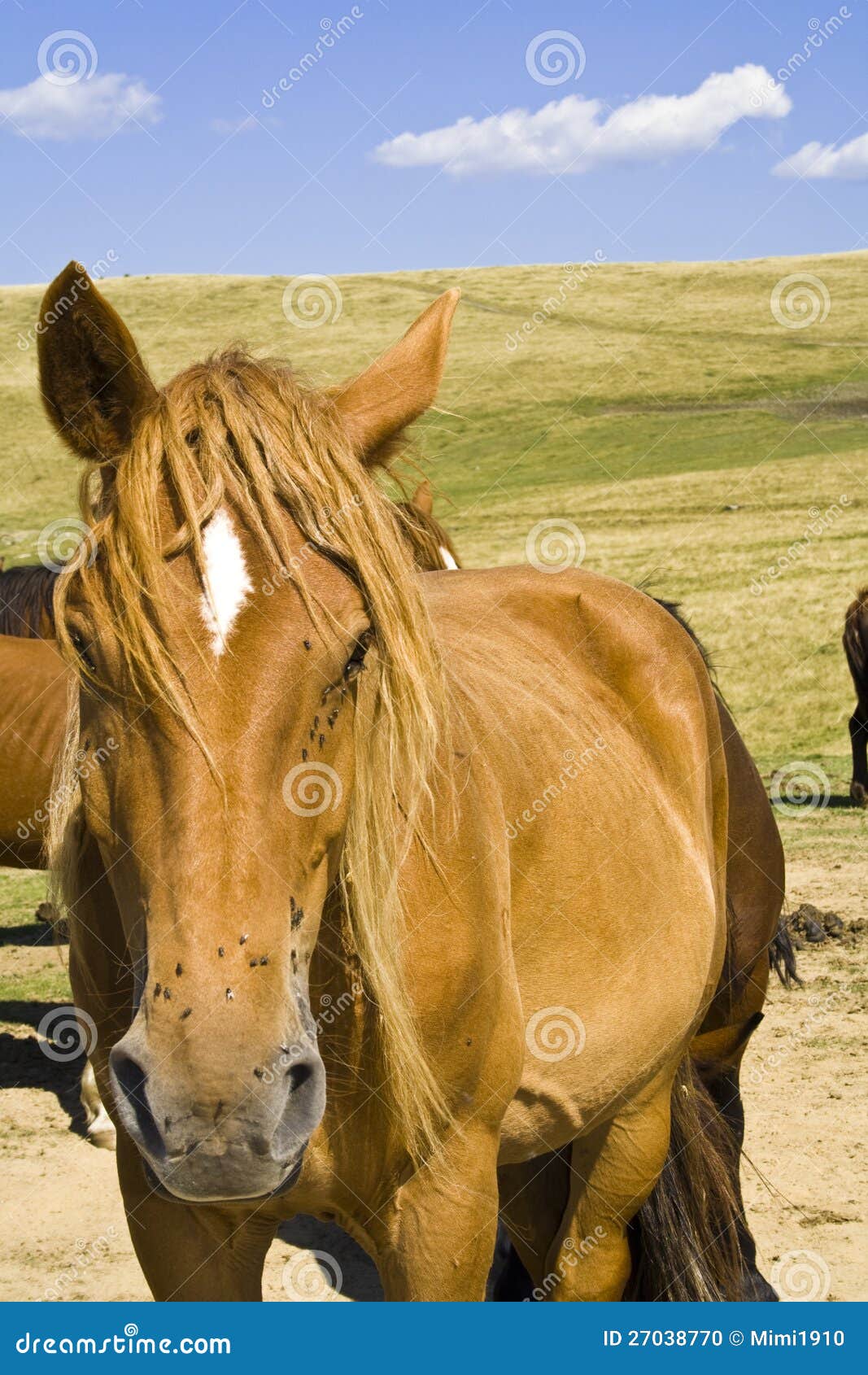 Hairy horse stock photo. Image of carpathians, beautiful - 27038770