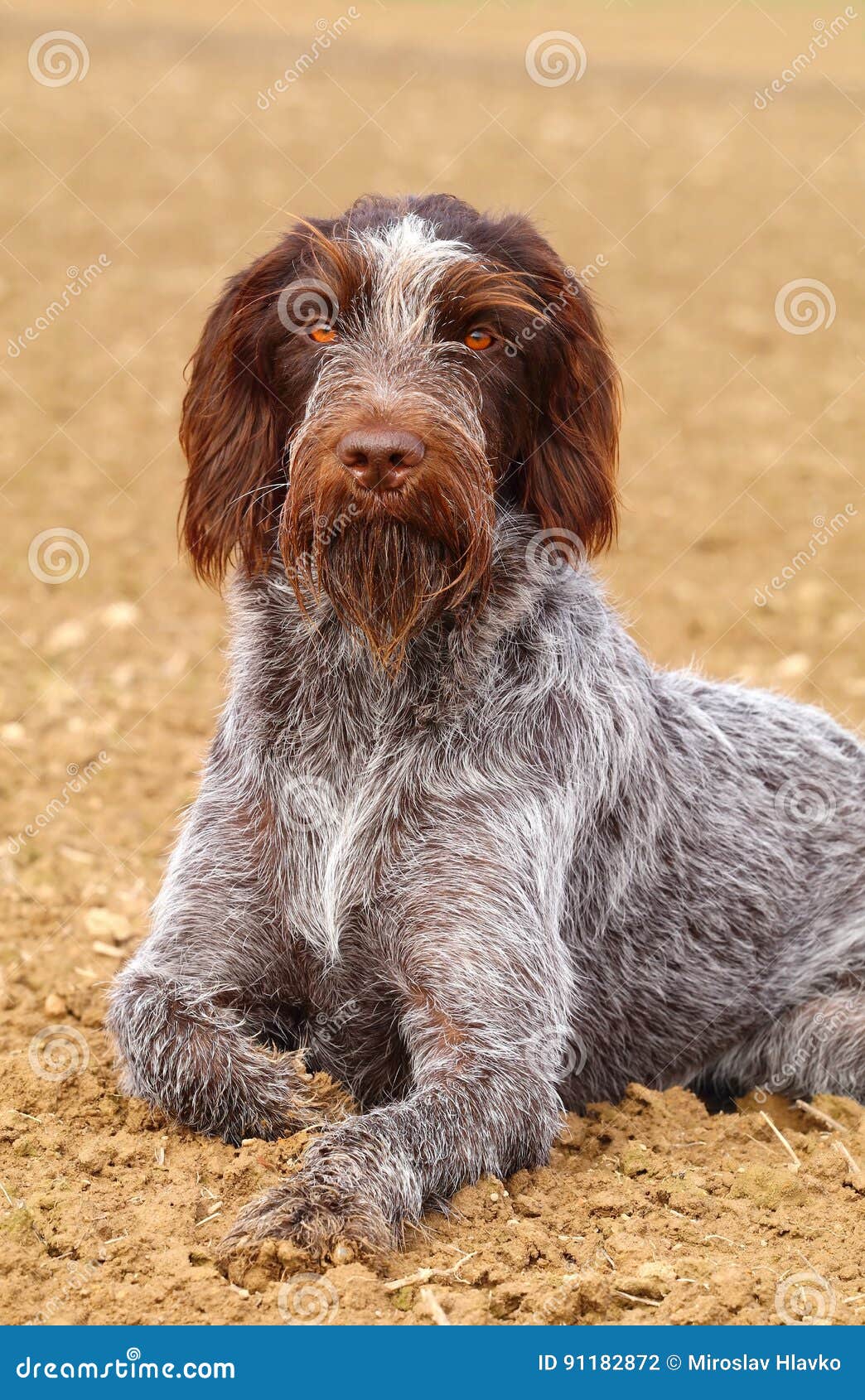 Czech Pointer Dog Or Bohemian Wire Dog Named Cesky Fousek Eight - Week ...