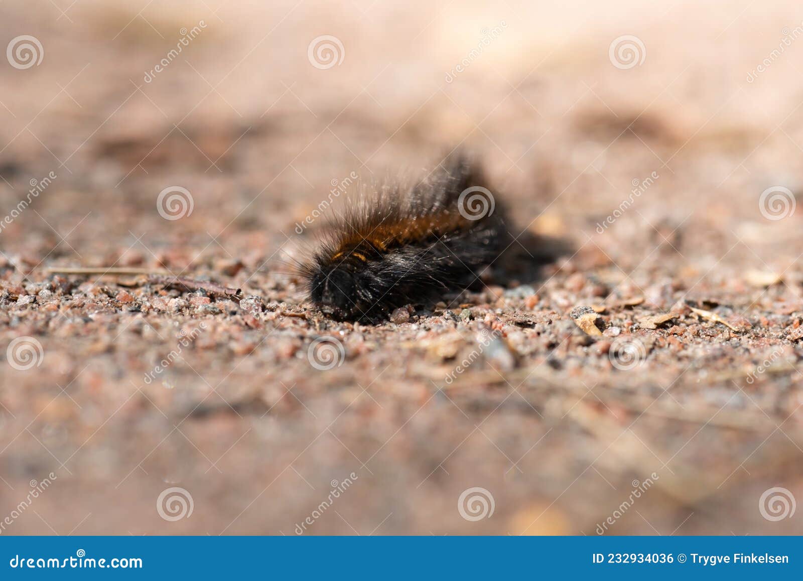 A Hairy Larvae Crawling in the Sand Stock Photo - Image of animal ...