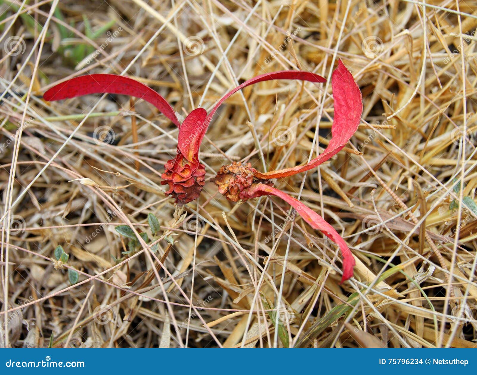 Hairy-leafed apitong stock photo. Image of ground, seed - 75796234