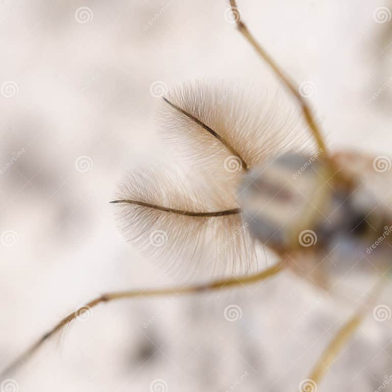 Hairy little brown bug stock photo. Image of antenna - 35060568