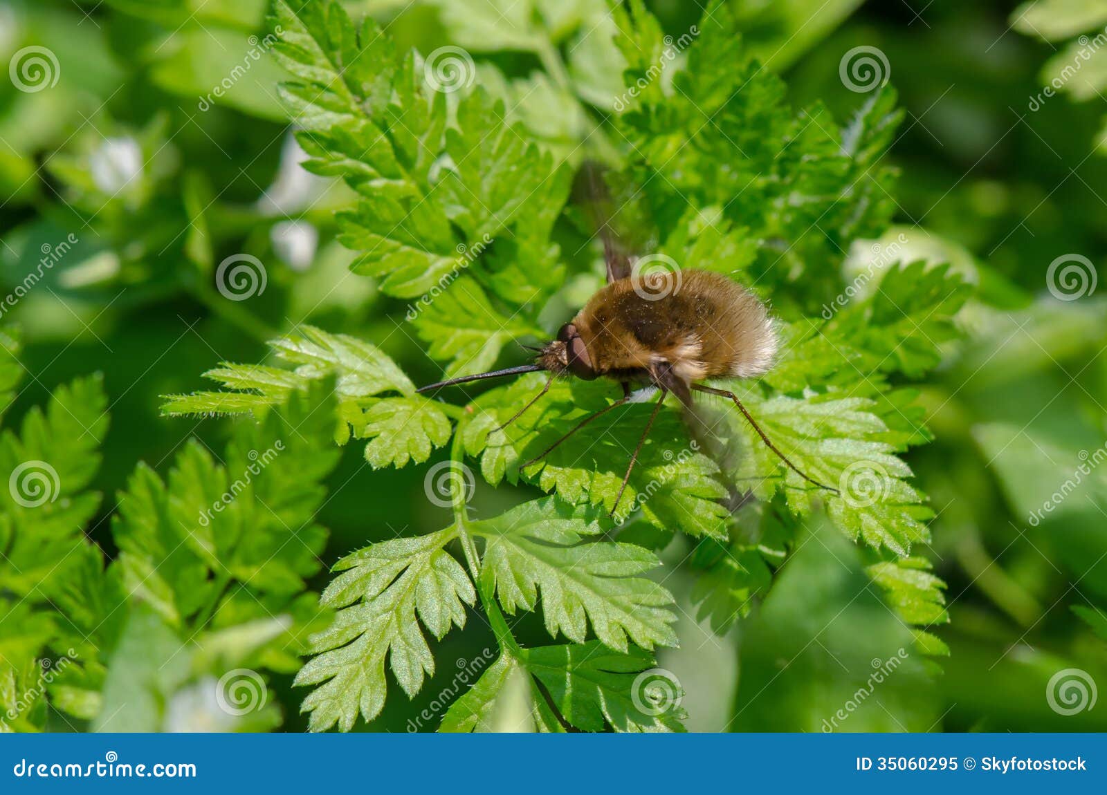 Hairy little brown bug stock image. Image of beetle, view - 35060295