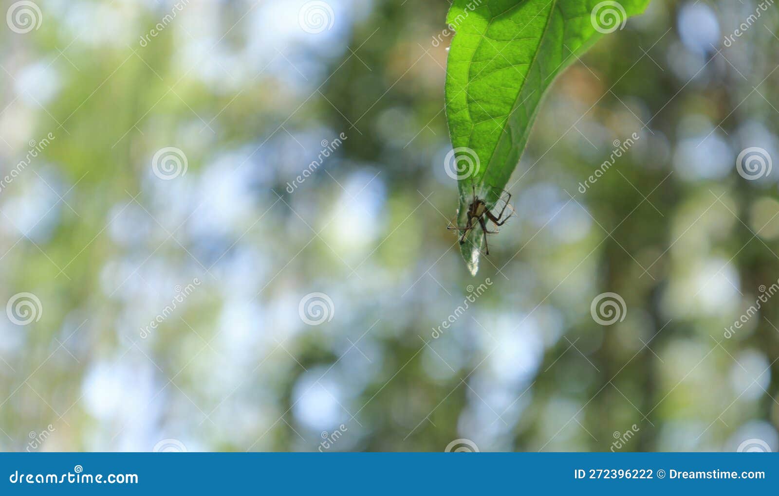 A Hairy Lynx Spider with Spider S Eggs is Under a Wild Leaf Tip in the ...
