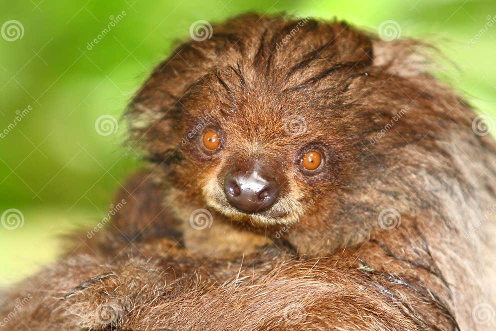 Hairy Monkey stock photo. Image of wild, hairy, face - 17725548