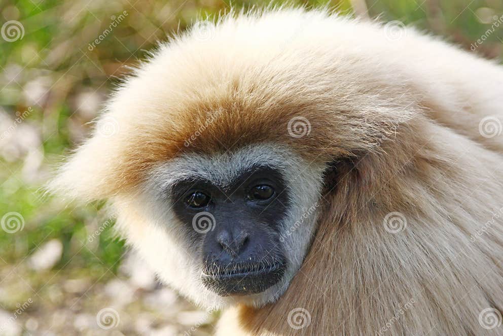 Hairy Monkey Black Langur Animal Stock Photo - Image of india, adorable ...