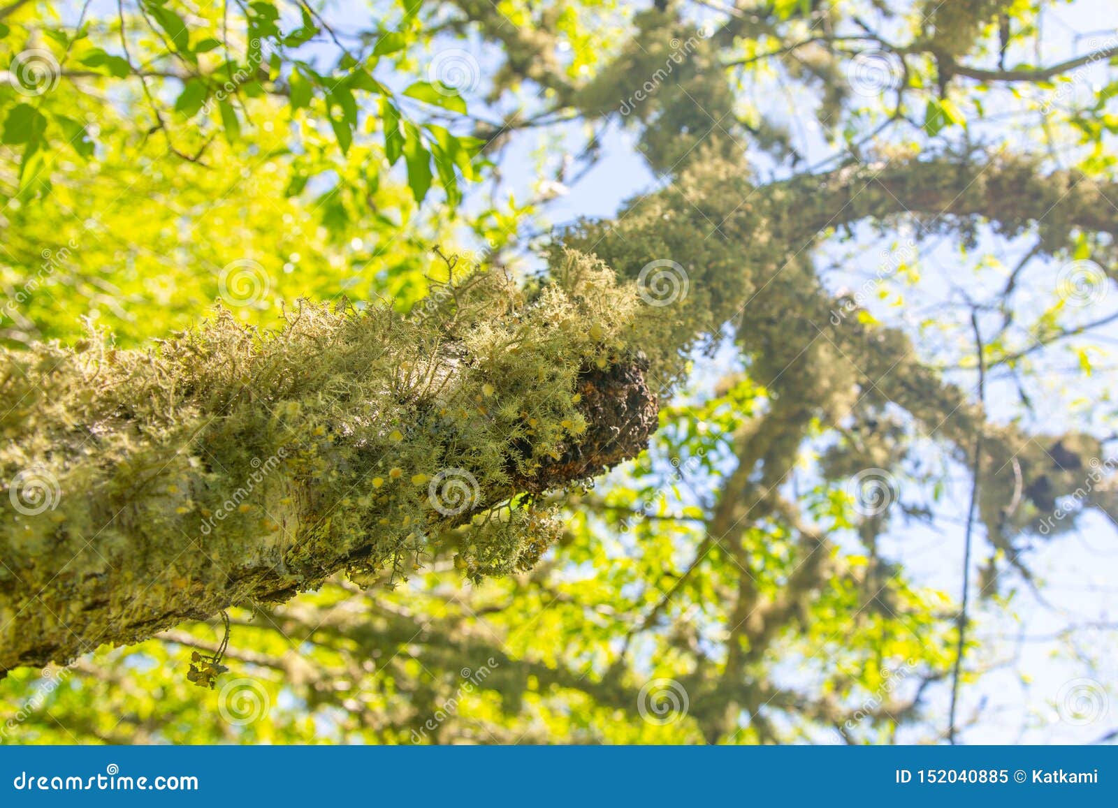 Hairy Moss or Lichen Growing Underneath a Tree Branch Stock Image ...