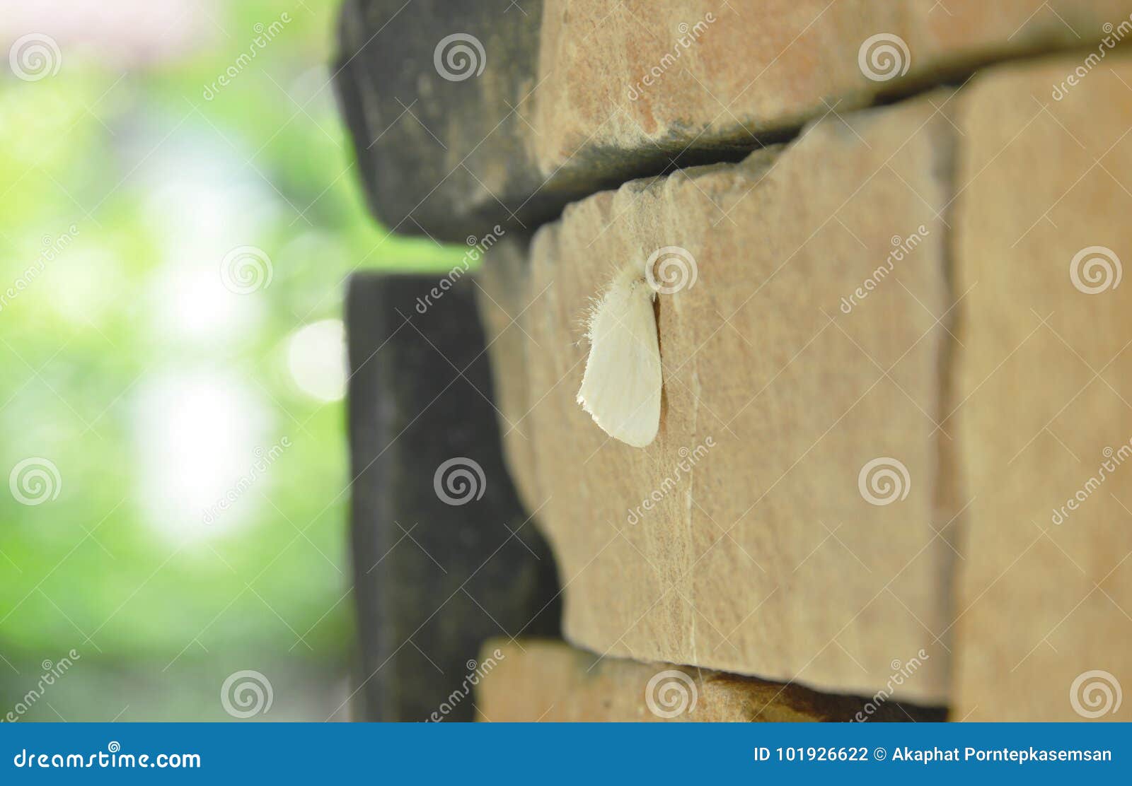 Hairy Wall Crab Spider Looking Selenops Radiatus Royalty-Free Stock ...