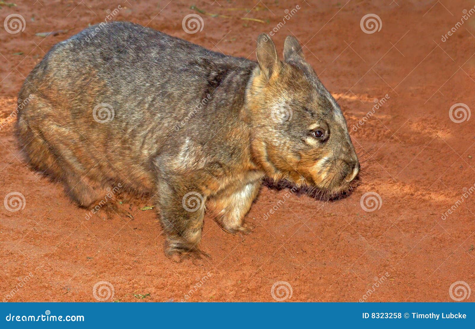 Hairy Nose wombat stock photo. Image of feet, mammal, wildlife - 8323258