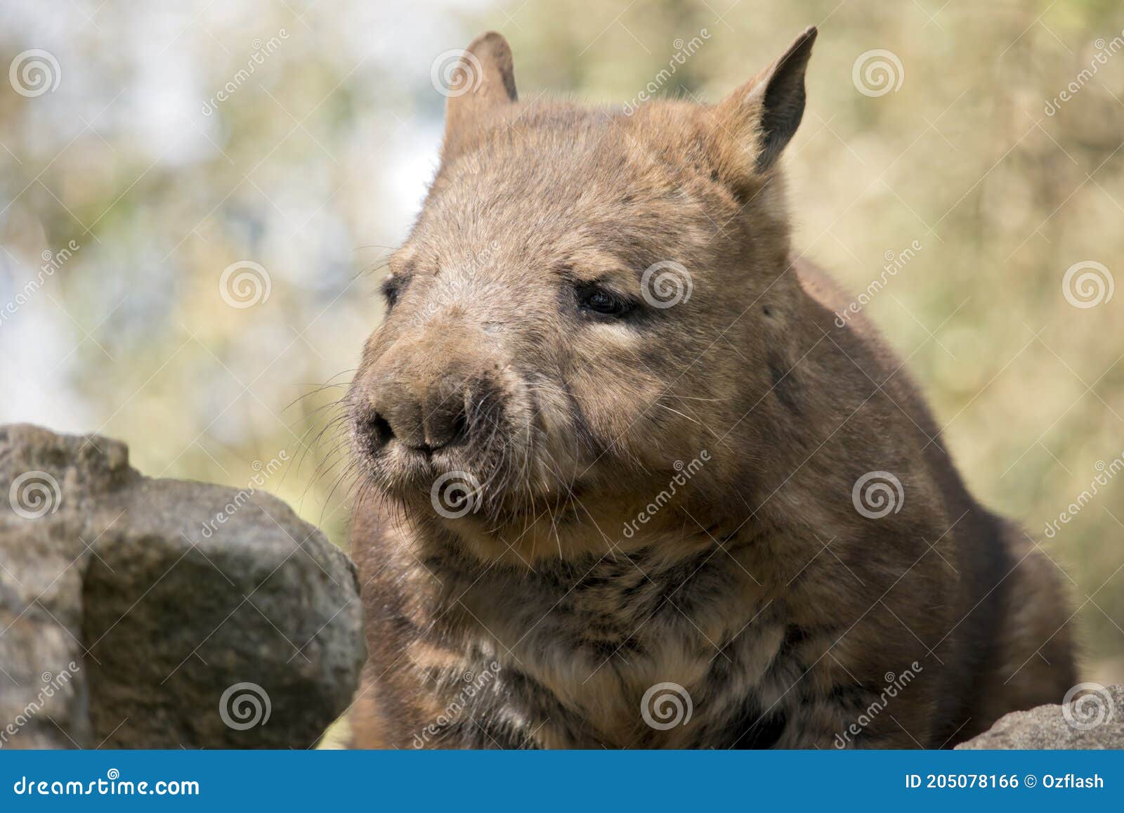 The Hairy Nosed Wombat is Grey and Brown with Whiskers Stock Photo ...