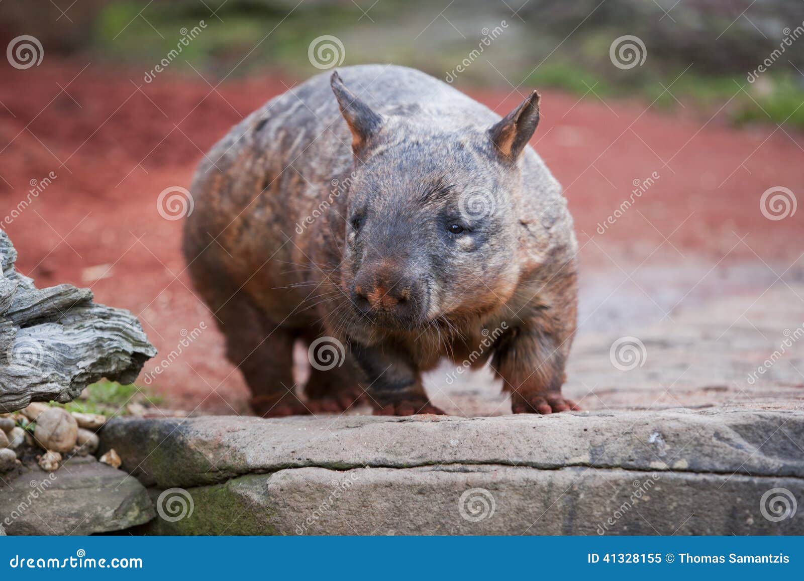 Hairy nosed wombat stock image. Image of australia, outback - 41328155