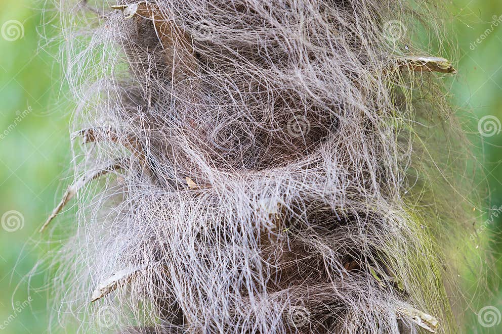 Hairy palm trunk stock photo. Image of shaggy, garden - 324444360