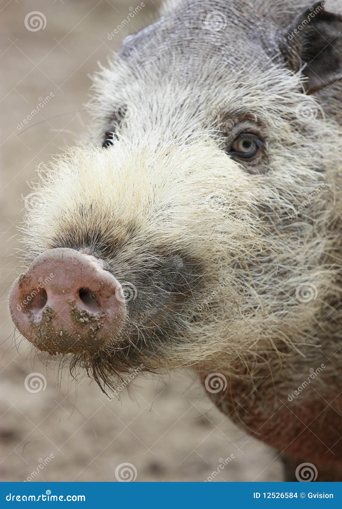 Hairy Pig stock photo. Image of nose, swine, hairy, animal - 12526584