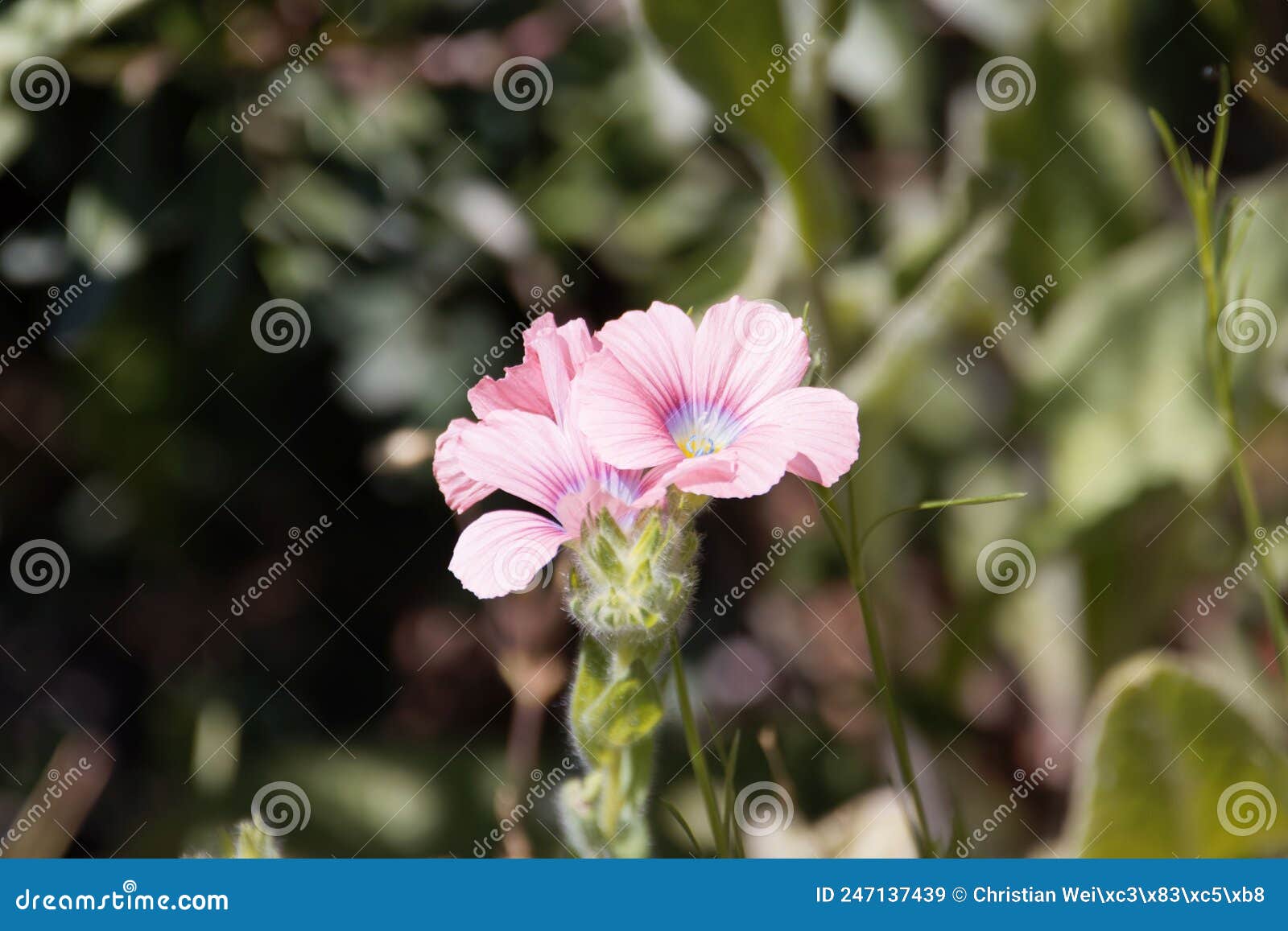 Hairy Pink Flax, Linum Pubescens Stock Image - Image of flax, macro ...