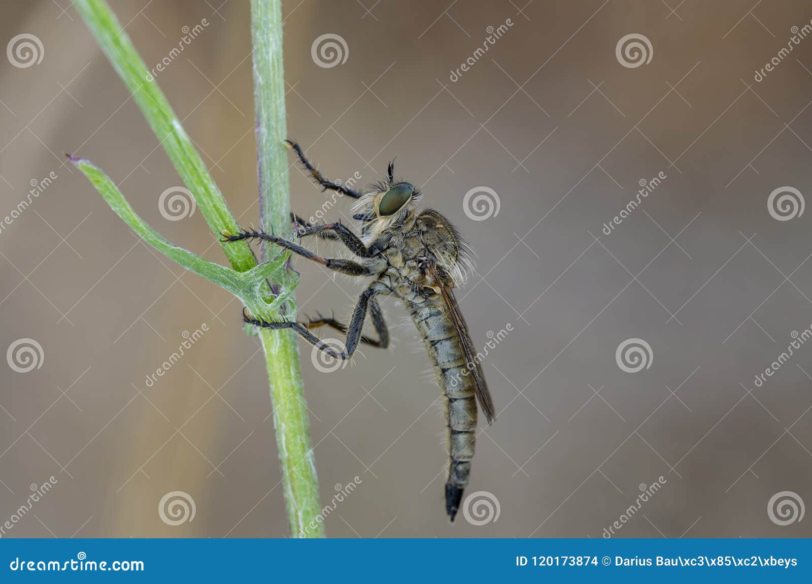 Robber Fly Sitting on a Bent Stock Photo - Image of grass, background ...
