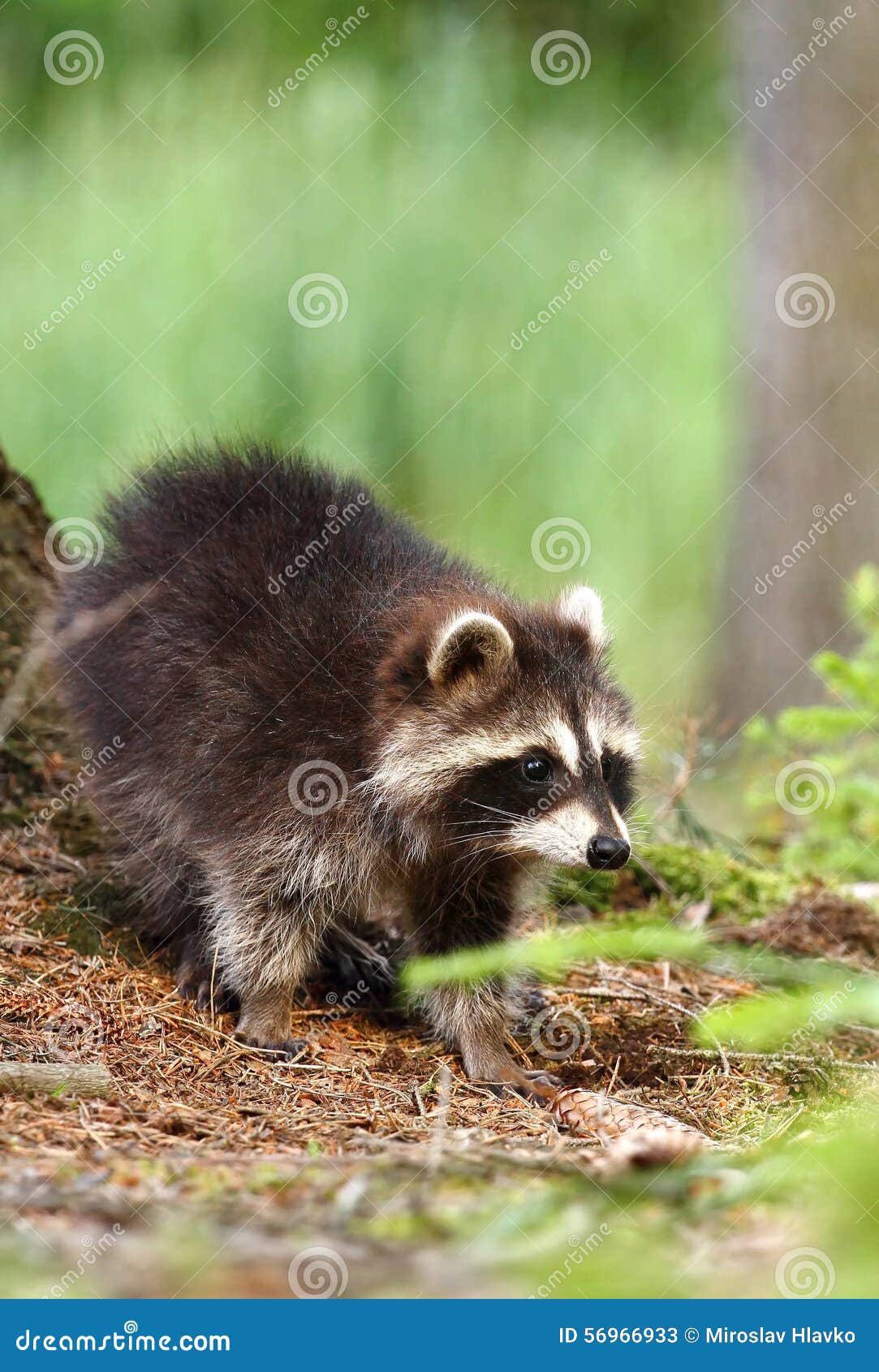 Hairy raccoon stock image. Image of forest, adorable - 56966933