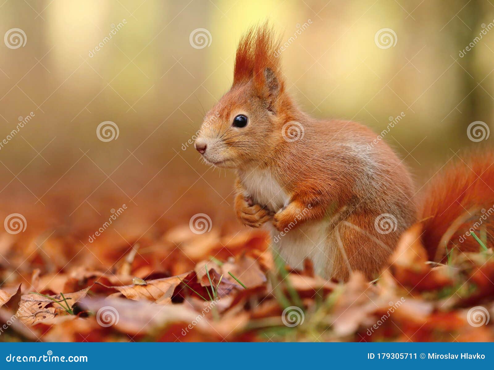 Hairy Red Common Squirrel Sciurus Vulgaris Stock Image - Image of ...