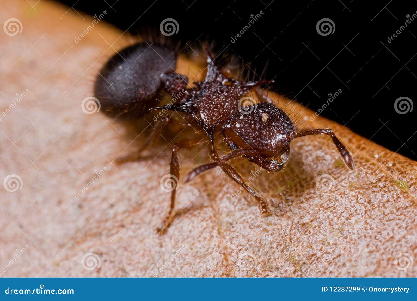 A hairy reddish ant stock image. Image of black, macro - 12287299