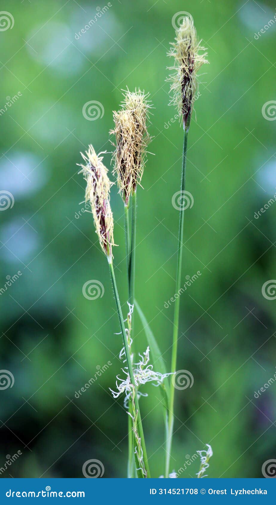 Hairy Sedge (Carex Pilosa) Grows in the Forest Stock Photo - Image of ...