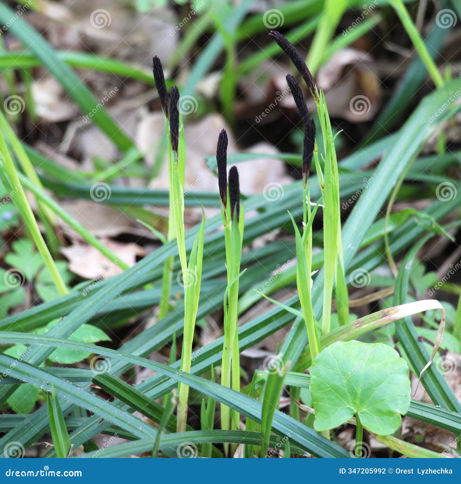 Hairy Sedge (Carex Pilosa) Grows in the Forest Stock Photo - Image of ...