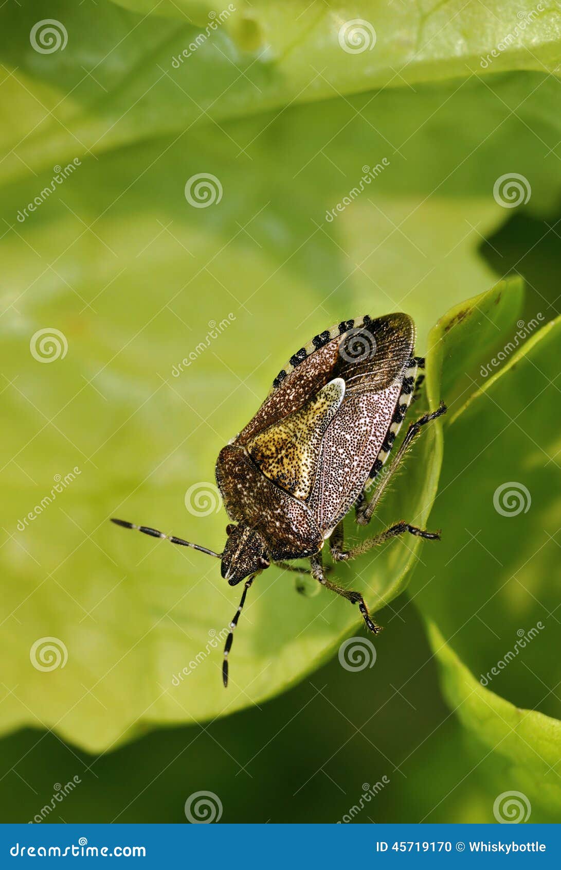 Hairy Shieldbug or Sloe Bug Stock Photo - Image of nature, heteroptera ...
