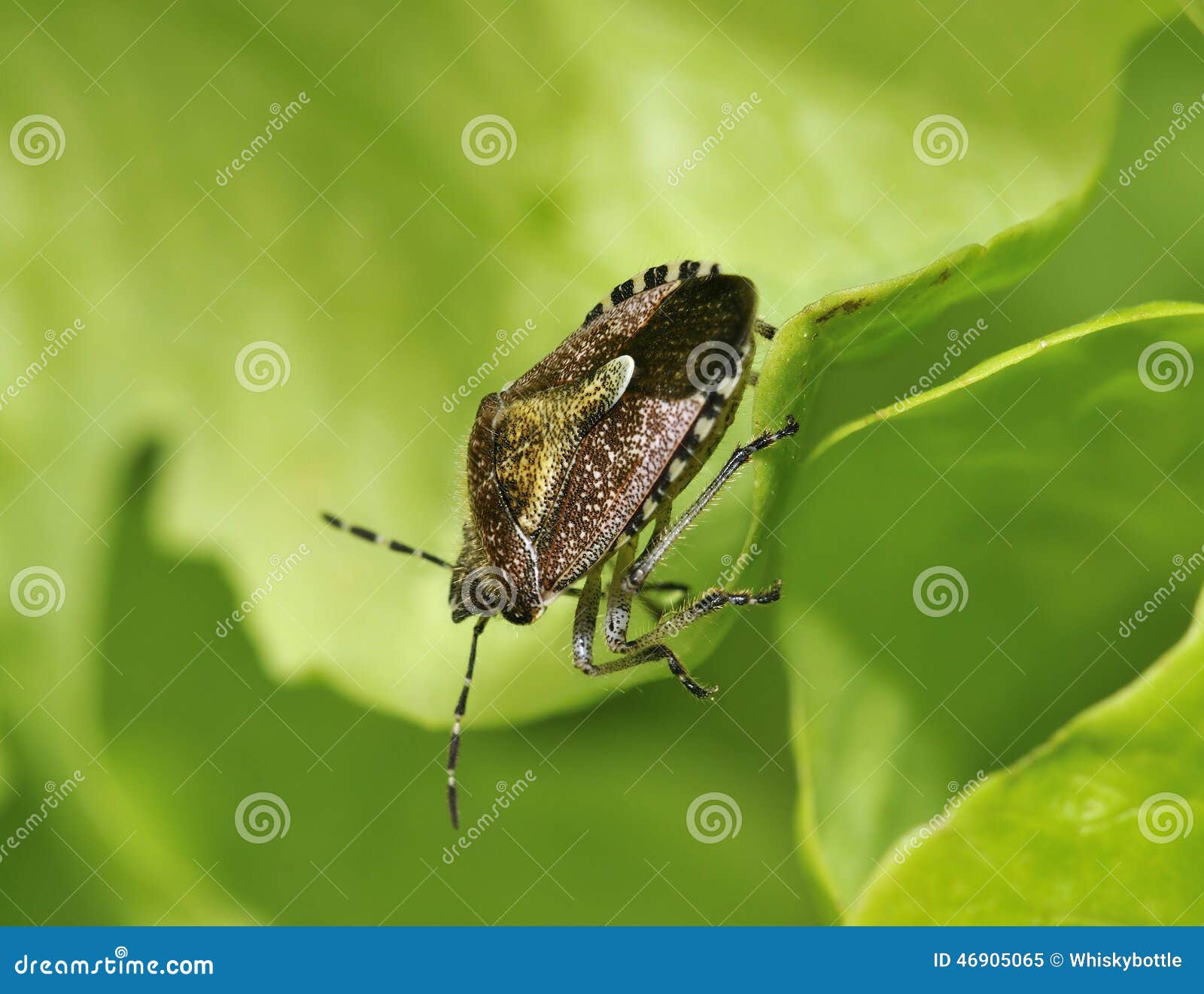 Hairy Shieldbug or Sloe Bug Stock Image - Image of hairy, horizontal ...