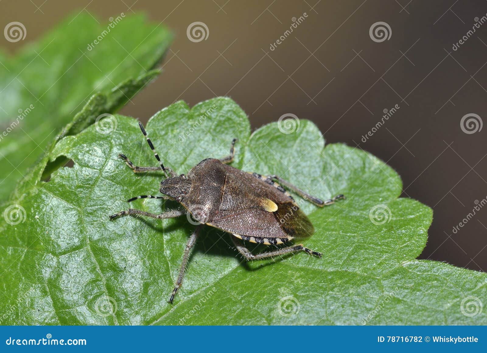 Hairy Shieldbug or Sloe Bug Stock Photo - Image of wildlife ...