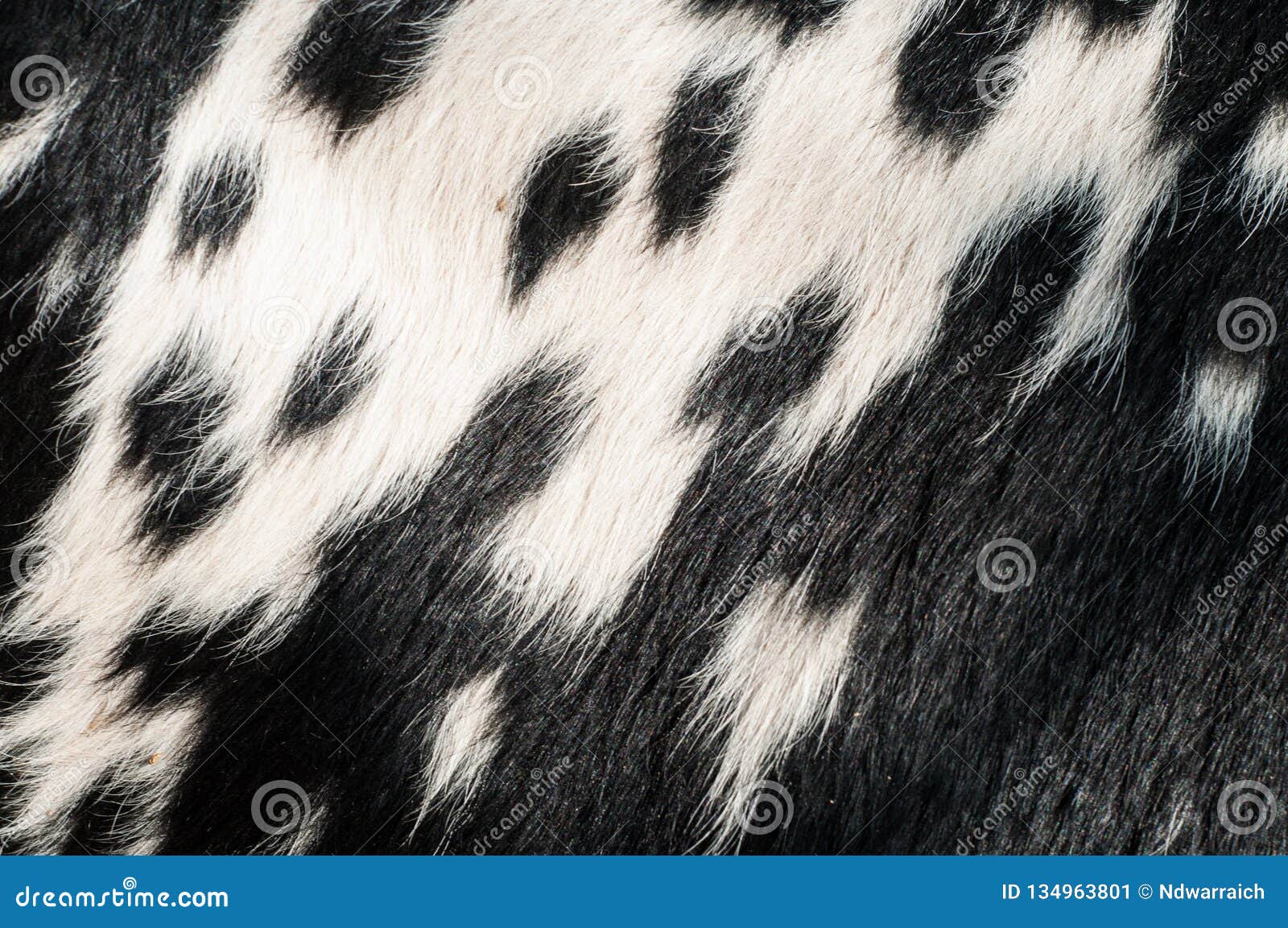 Bull Skin Texture Stock Photography | CartoonDealer.com #111472460