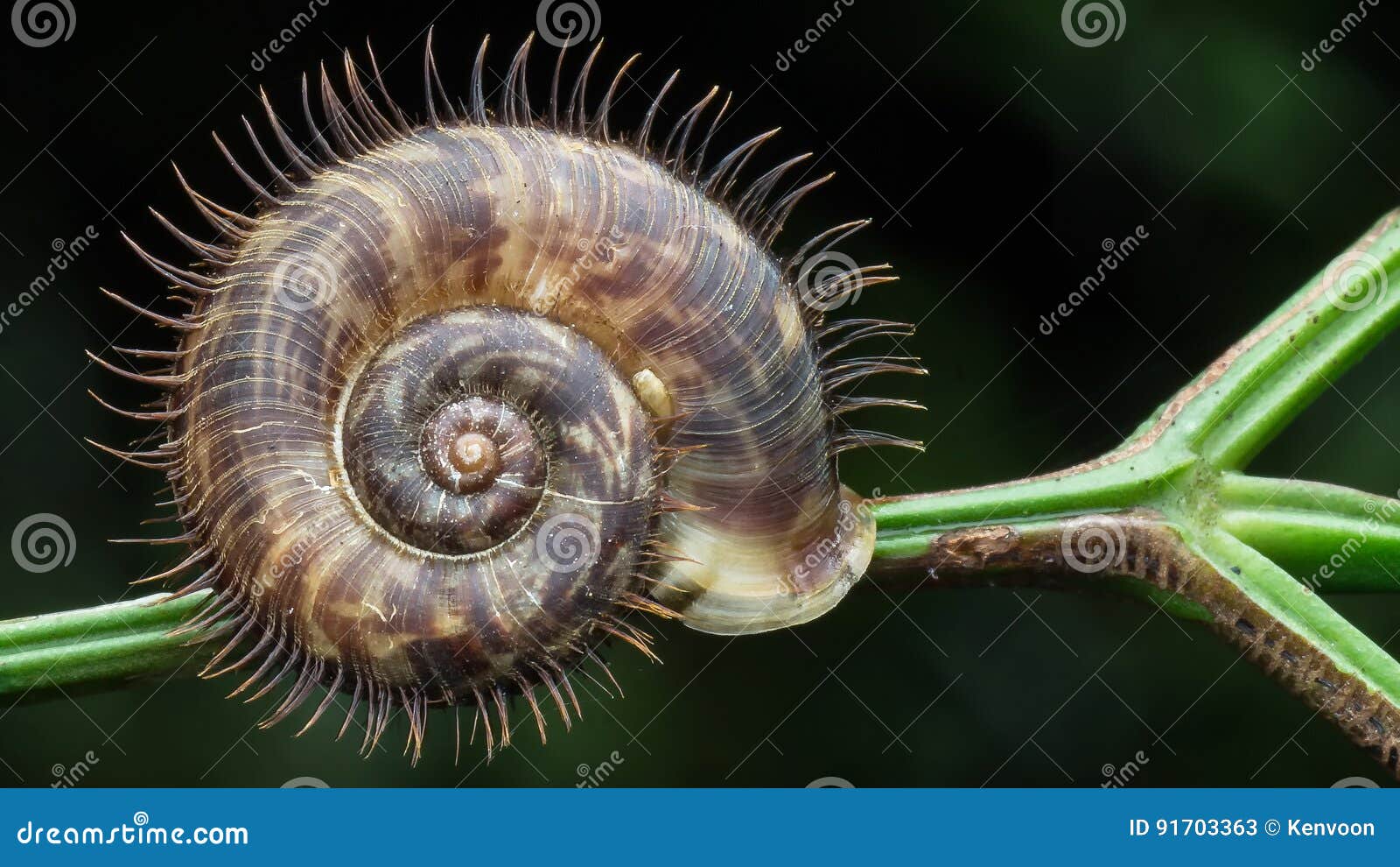 Hairy Snail in Sarawak stock image. Image of borneo, sarawak - 91703363