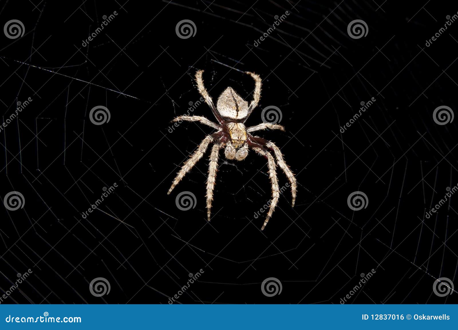 Hairy spider stock photo. Image of wildlife, garden, hunt - 12837016