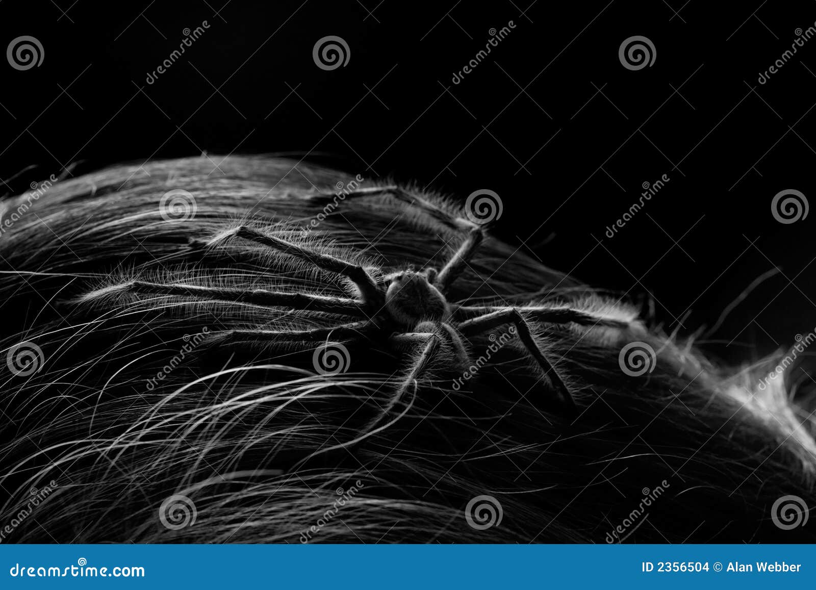 Hairy spider stock photo. Image of arachnid, head, person - 2356504