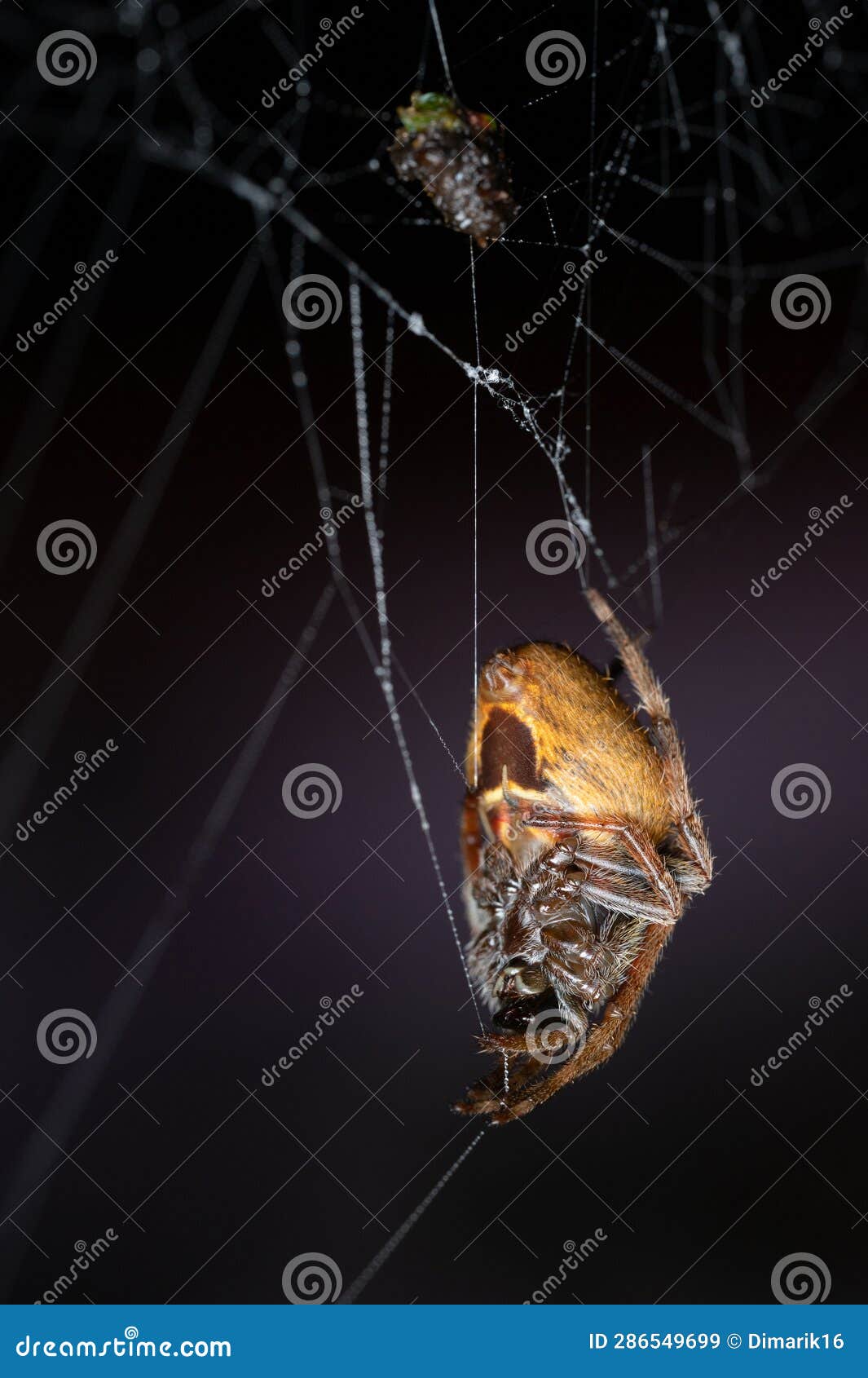 Hairy Spider Catch in Web Insect Stock Image - Image of hairy, catch ...