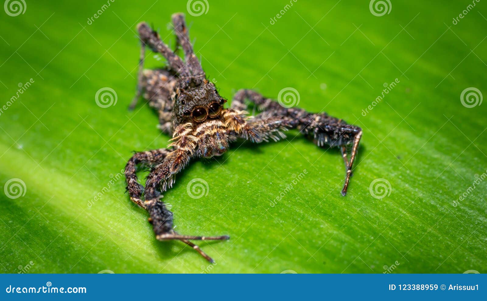 Hairy Spider on Green Leaf stock image. Image of garden - 123388959