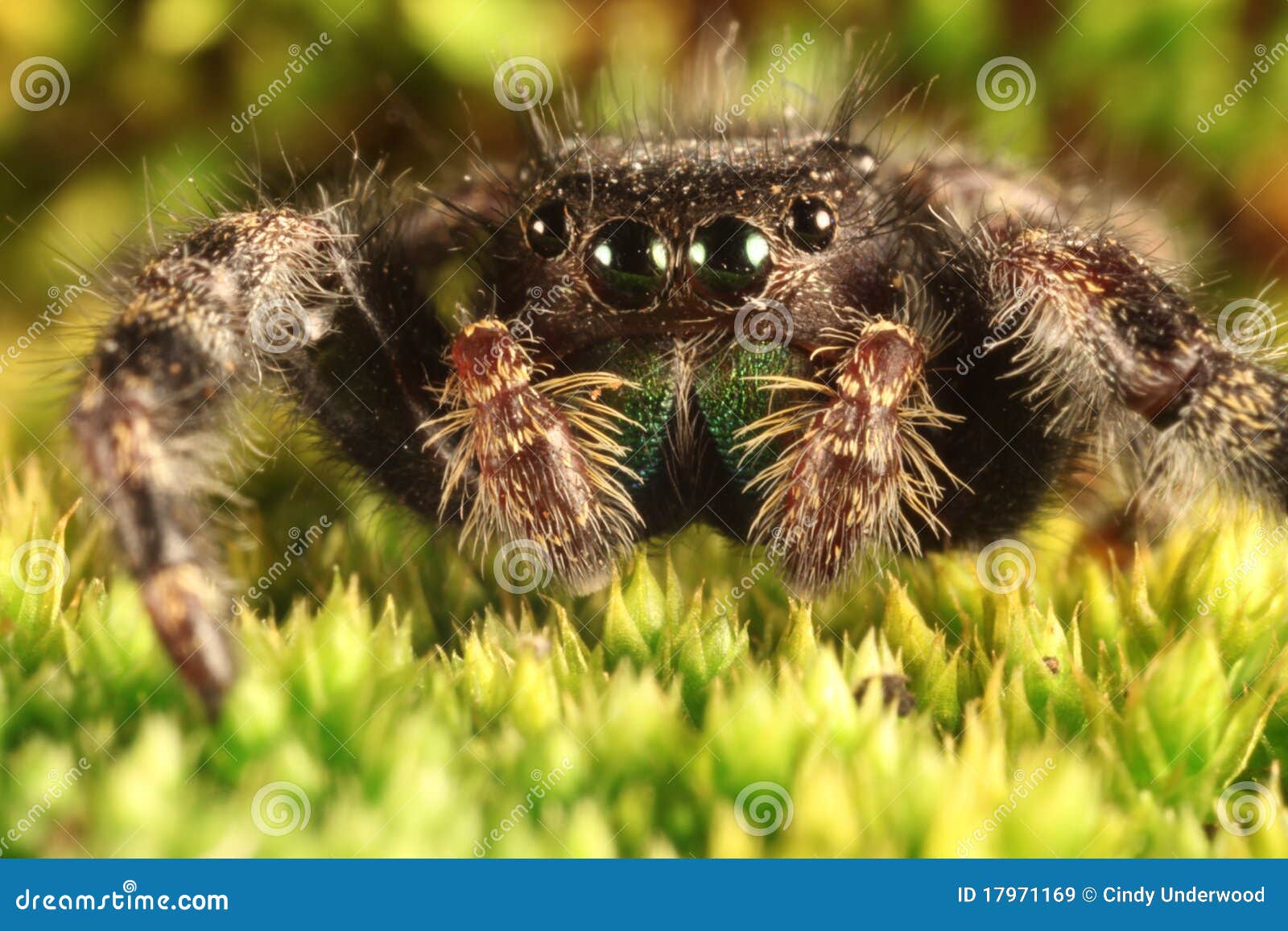 Hairy Spider On Isolated Black Background With Reflection. Close Up Big Red Tarantula ...