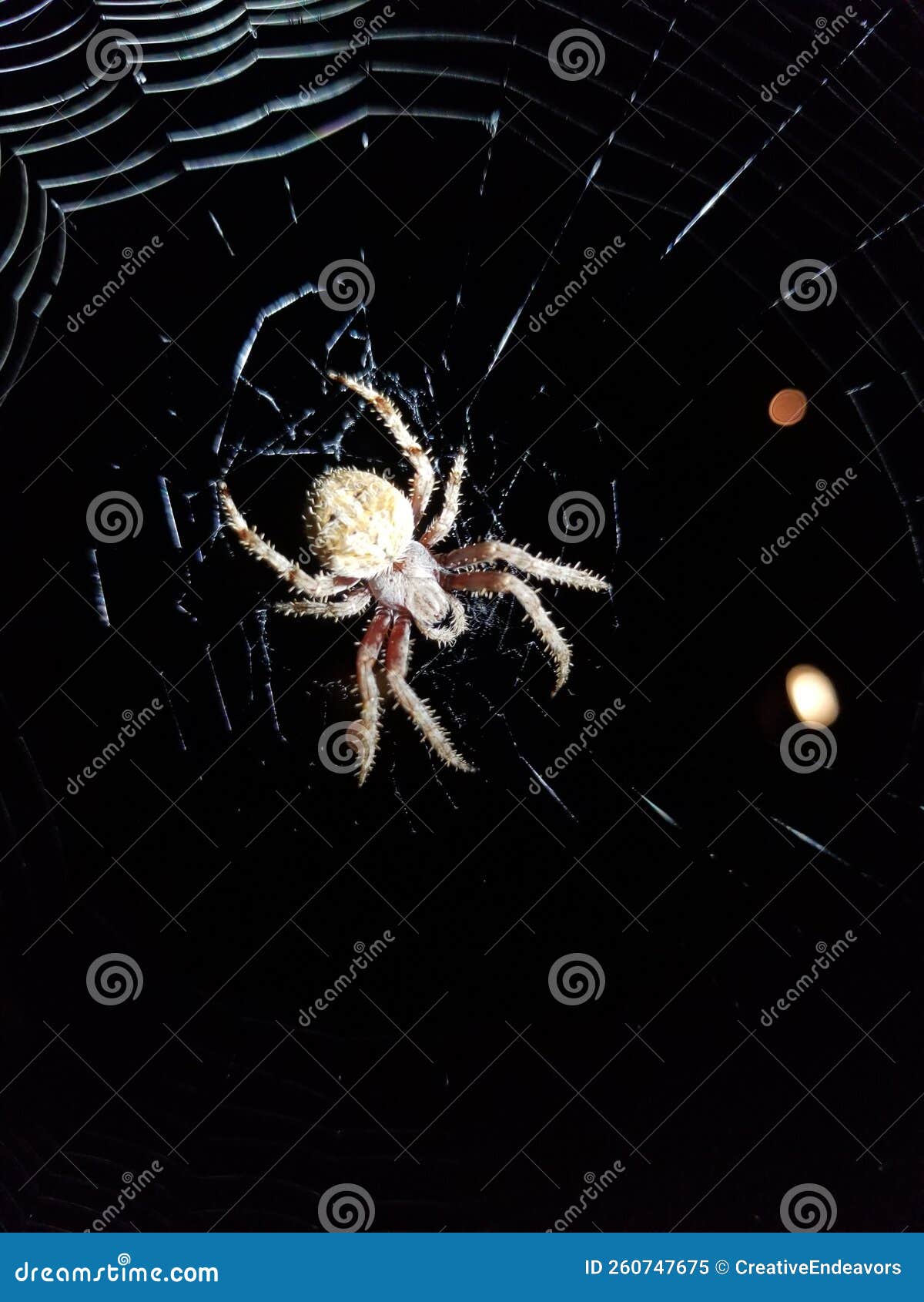 Hairy Spider Illuminated at Night on Web Stock Image - Image of ...