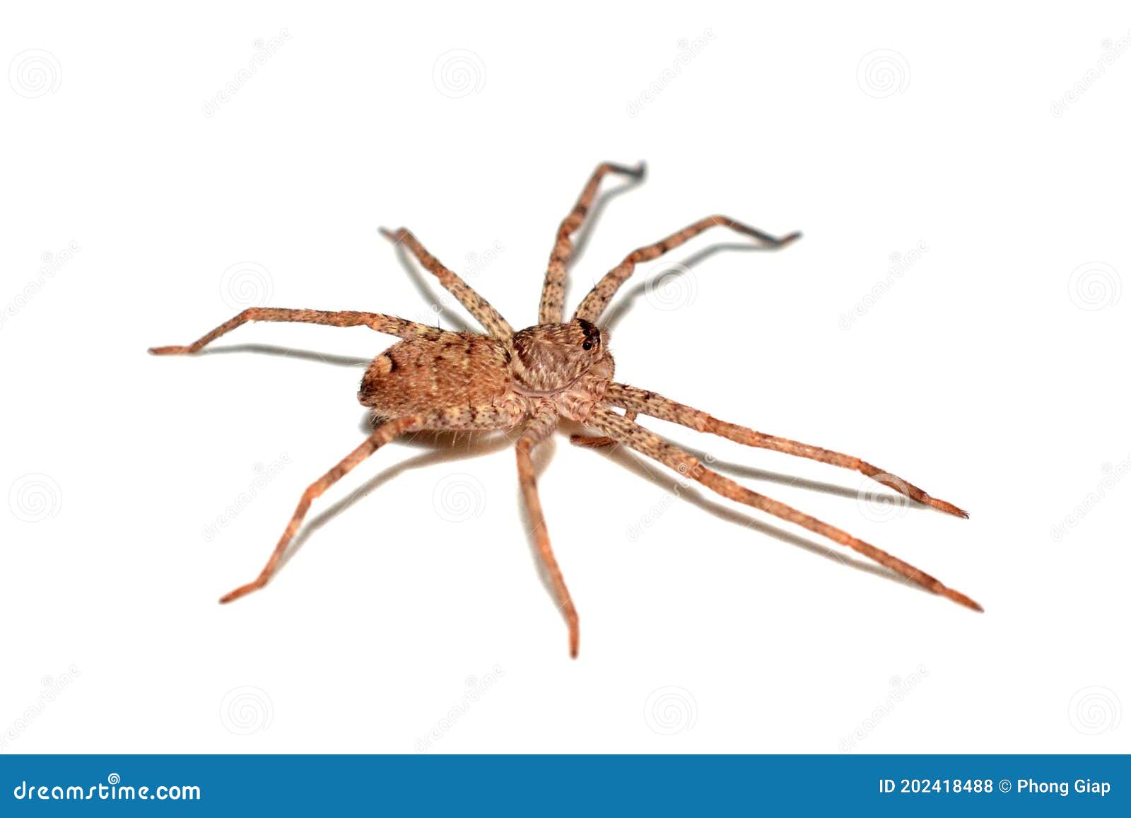 Spider. Poison, wildlife. stock photo. Image of spider - 202418488