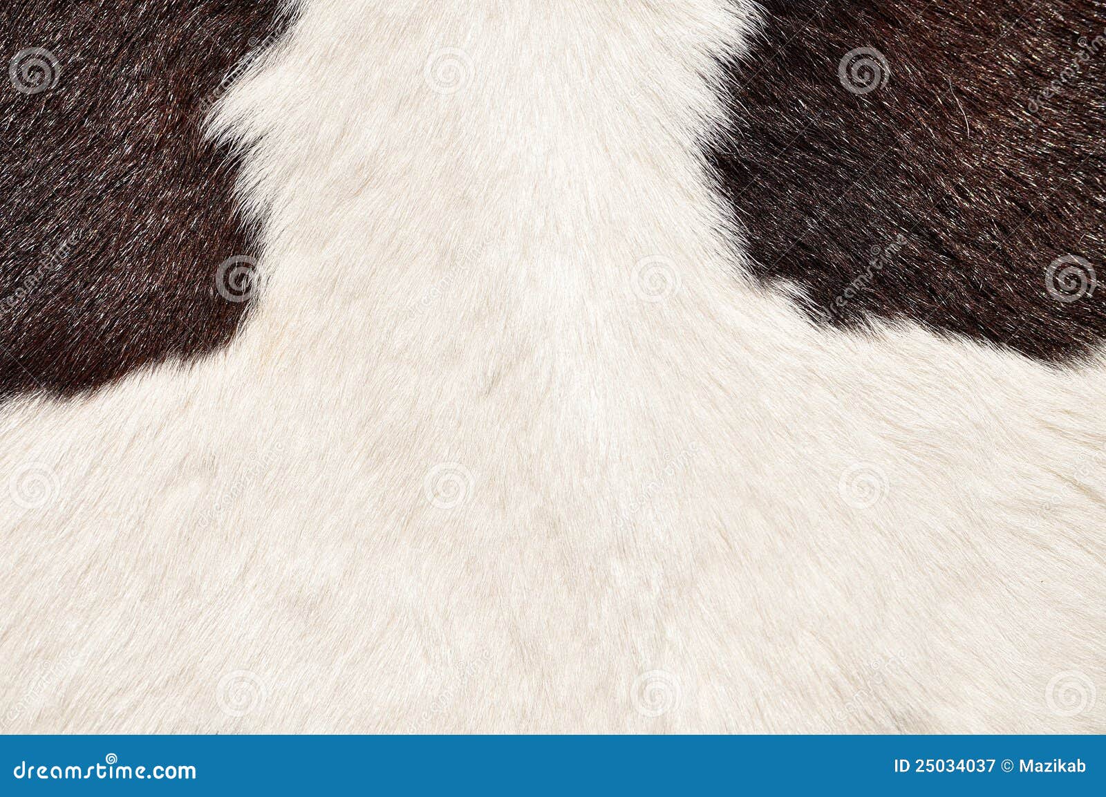 Hairy Texture Of Cow Stock Image | CartoonDealer.com #25033951