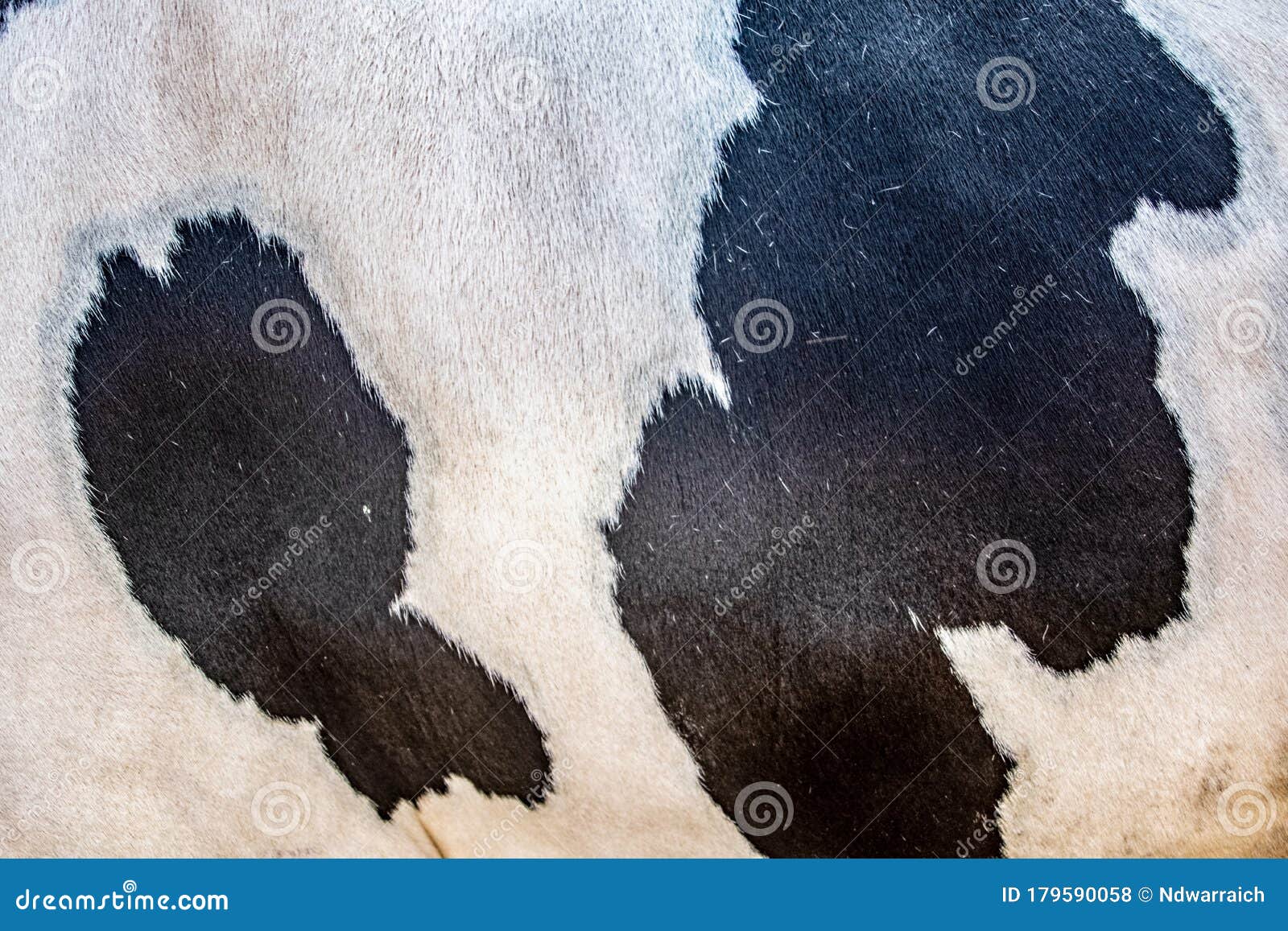 Bull Skin Texture Stock Photography | CartoonDealer.com #111472460