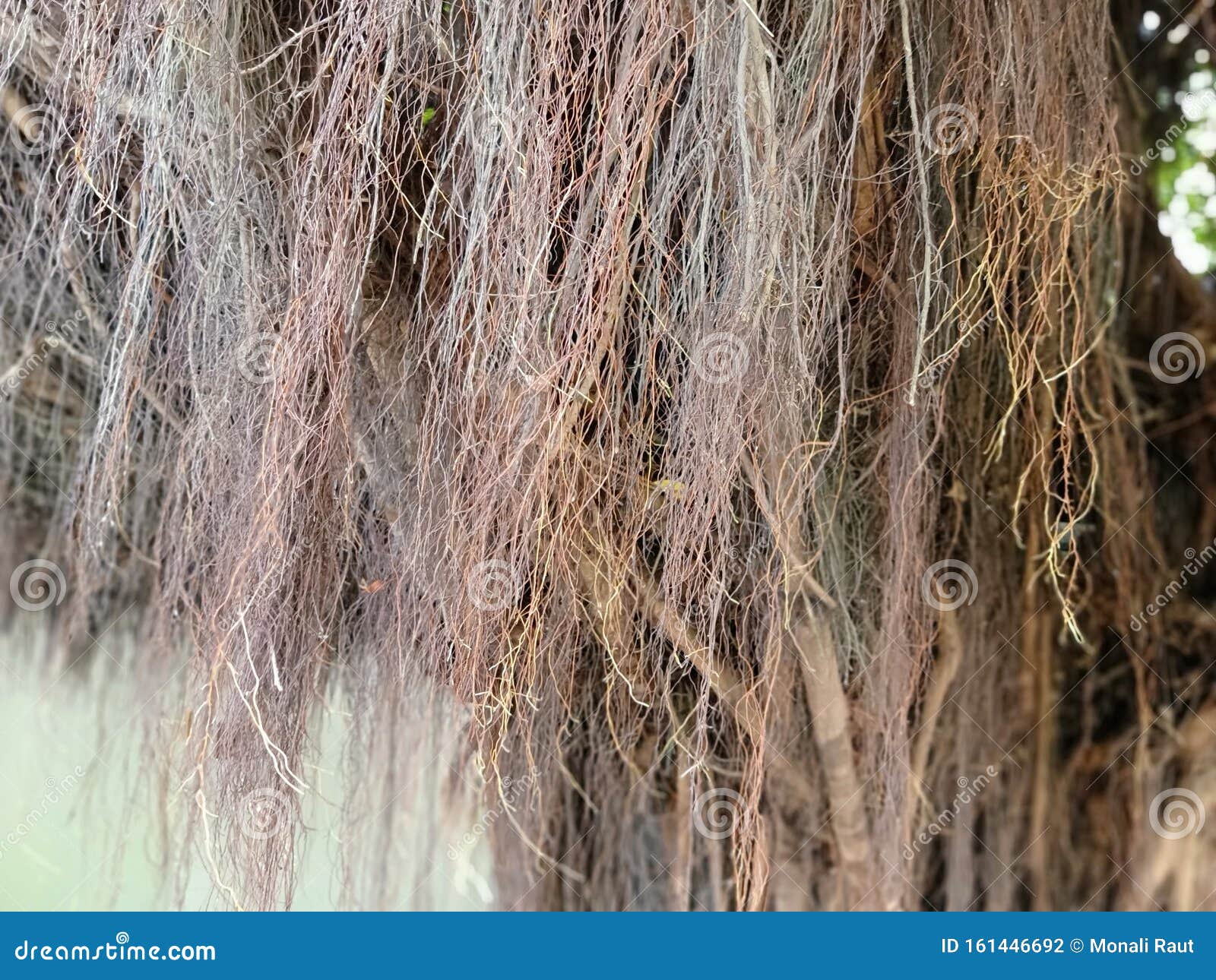 Hairy tree stock photo. Image of video, tree, hairy - 161446692