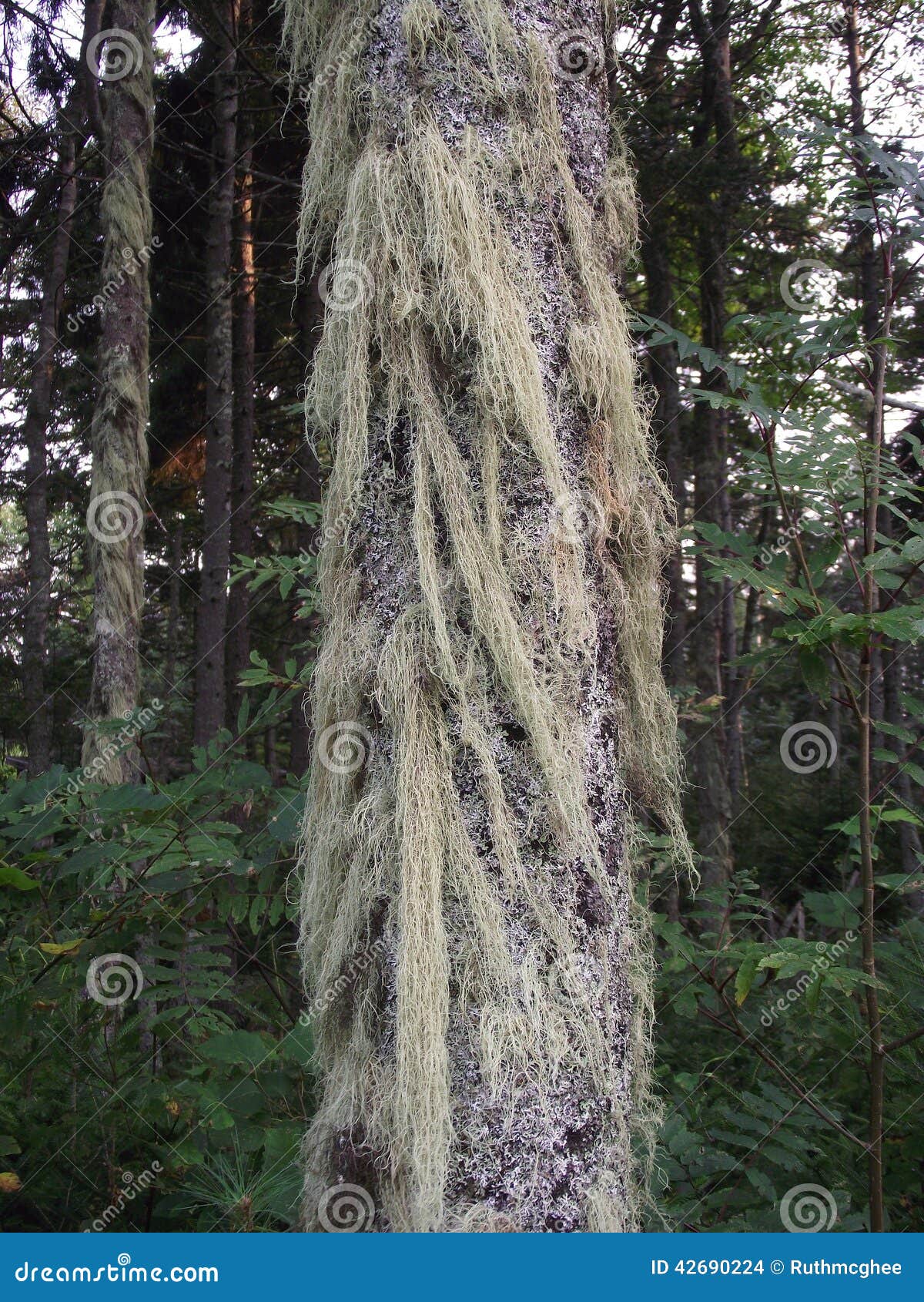 Hairy tree stock photo. Image of hairy, century, fencing - 42690224