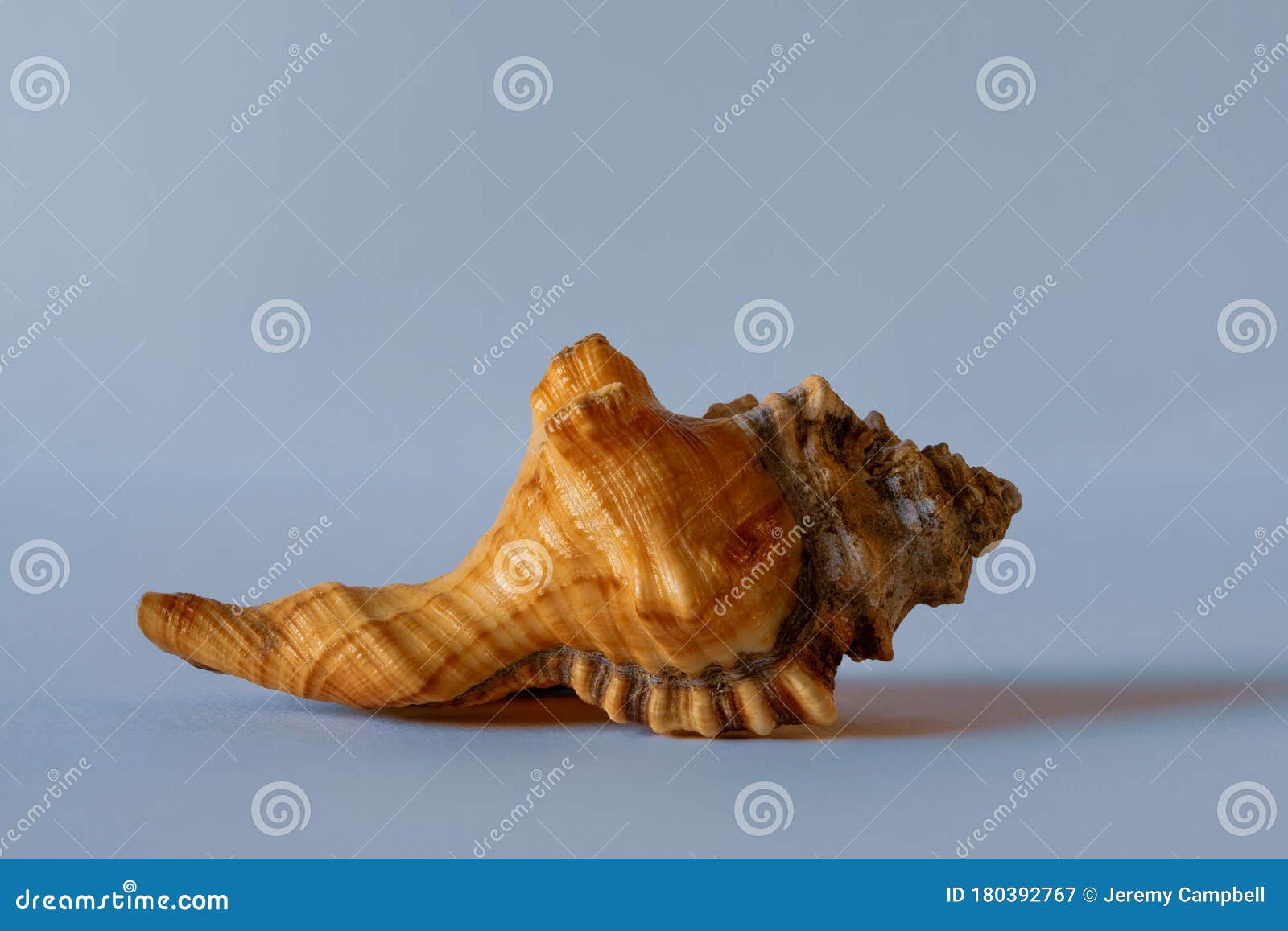Hairy Triton Shell. Lotorium Triton Stock Image - Image of beach ...