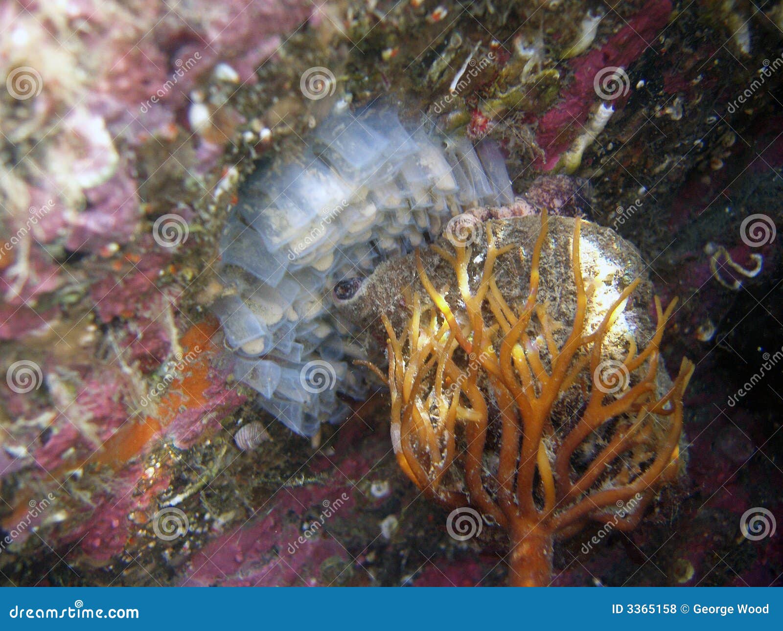 Hairy Triton Snail with Eggs Stock Photo - Image of animal, outdoors ...