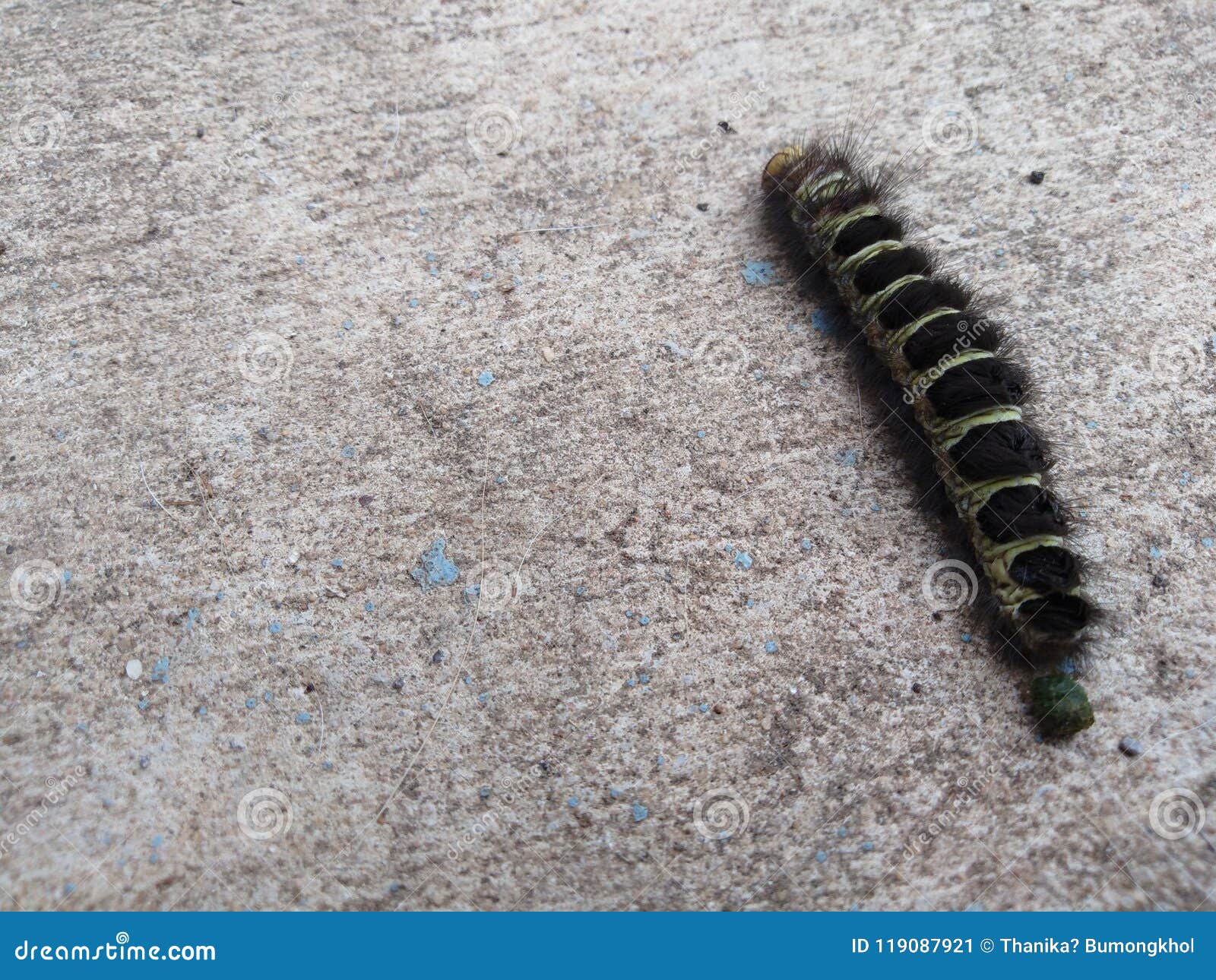 Hairy stock image. Image of floor, black, cement, worm - 119087921