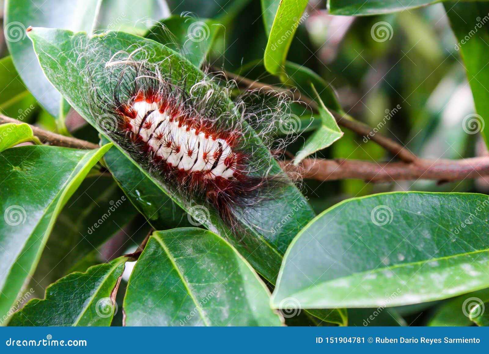 Hairy Worm of Fruit Plants, Yellow with Long Red Hairs Stock Image ...