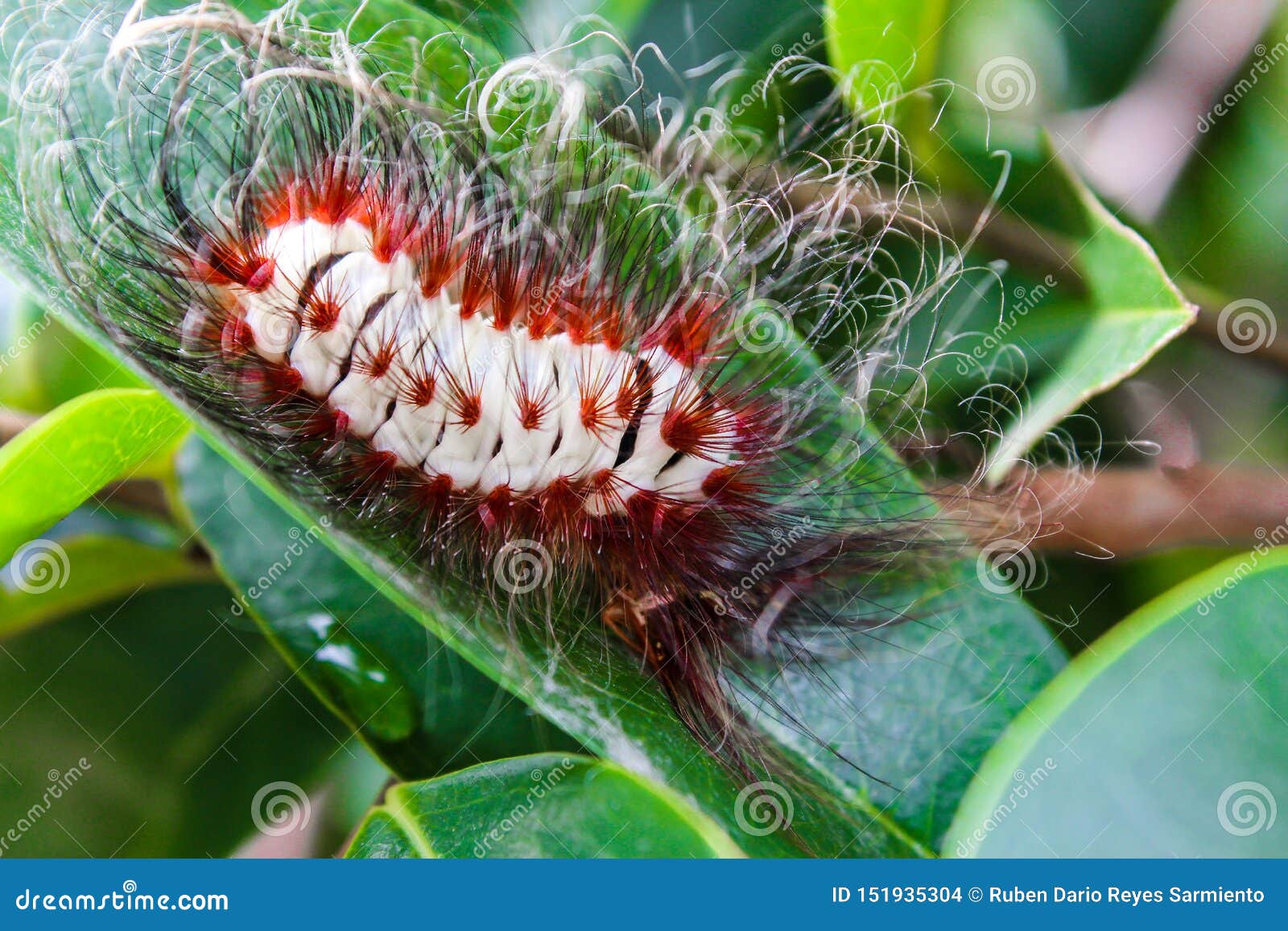 Hairy Worm of Fruit Plants, Yellow with Long Red Hairs Stock Photo ...